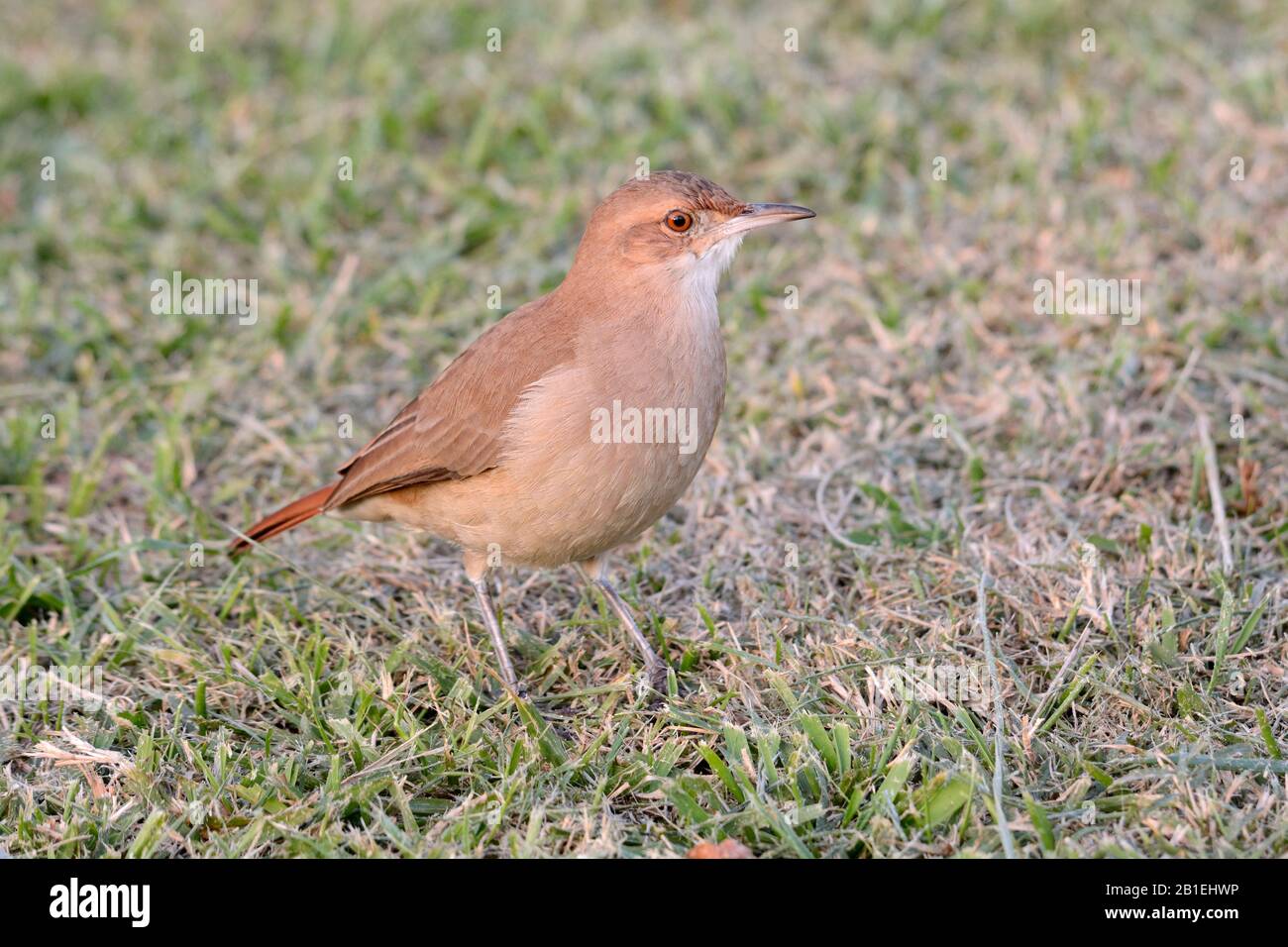 Rufous Hornero (Furnarius rufus) on ground, Costanera Sur Ecological ...