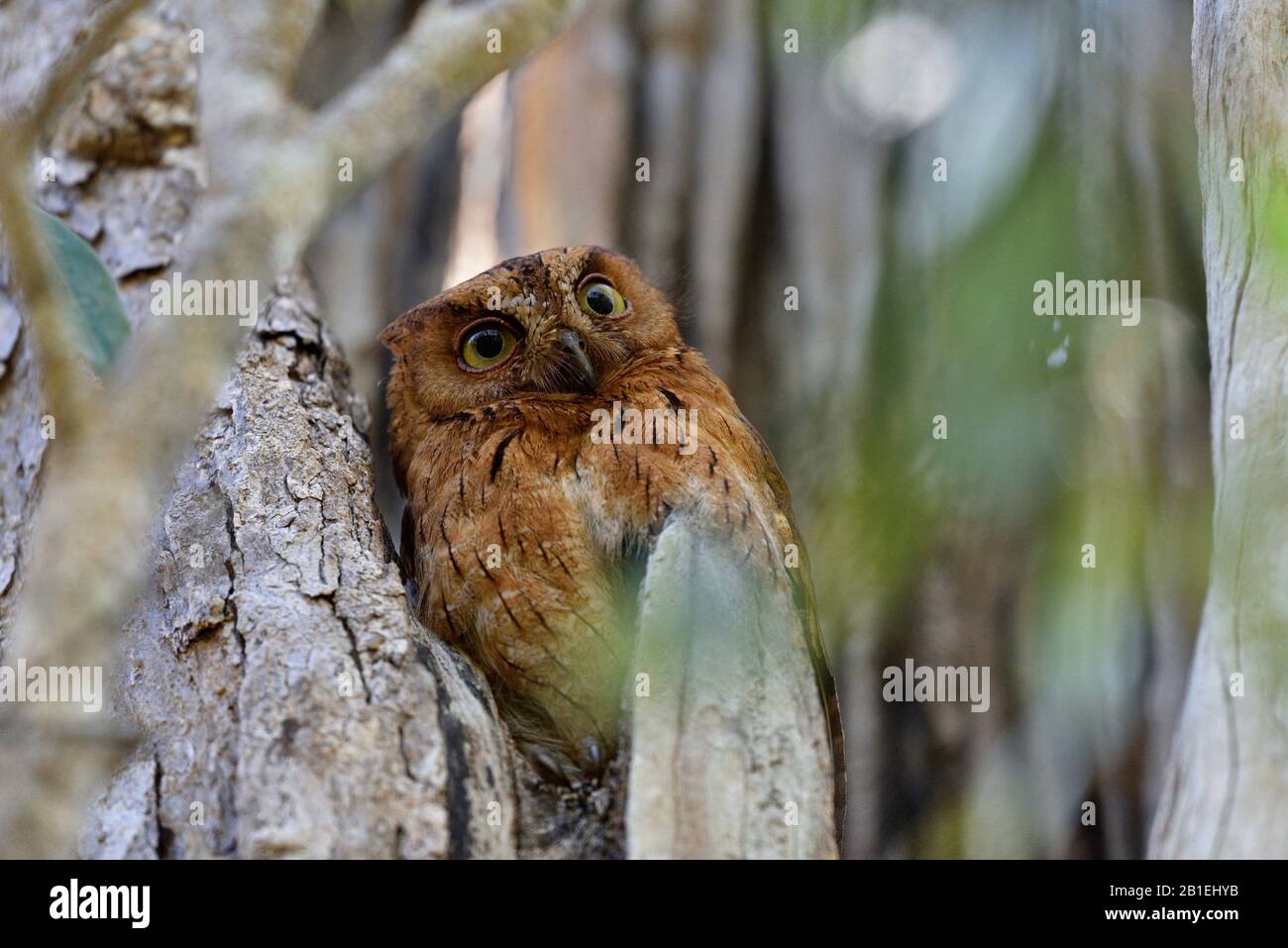 Madagascar Scops Owl (Otus rutilus) in a tree, Kirindy Forest, Menabe ...