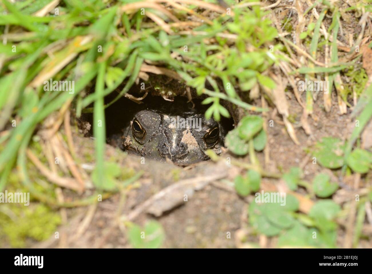 Bella Vista Toad or Sapo cavador (Rhinella fernandezae) in burrow ...