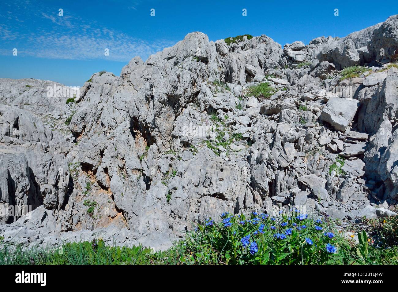 Endemic alpine flowers hi-res stock photography and images - Alamy
