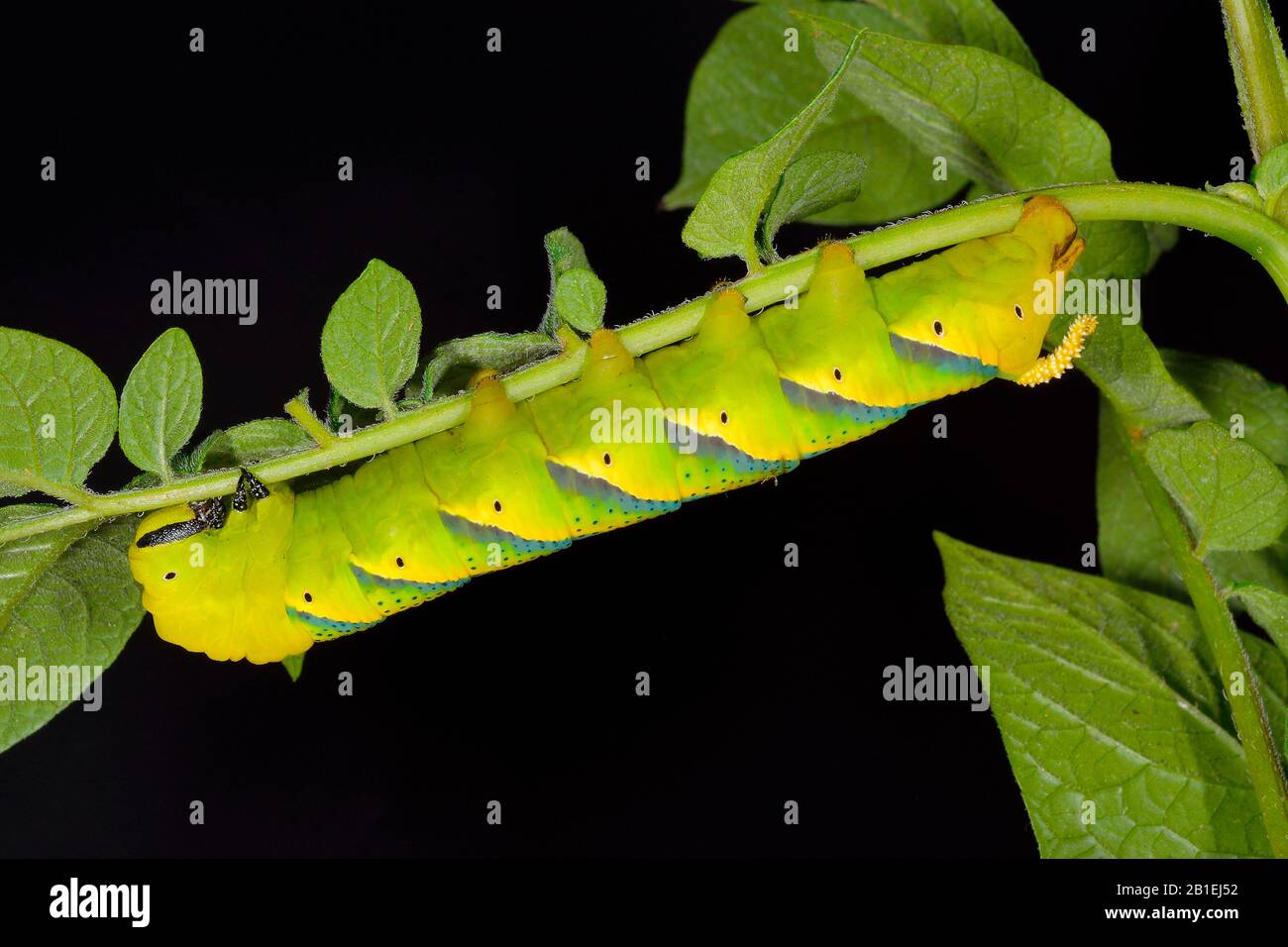 Death's-head Hawk-moth (Acherontia atropos) caterpillar on stem, France ...