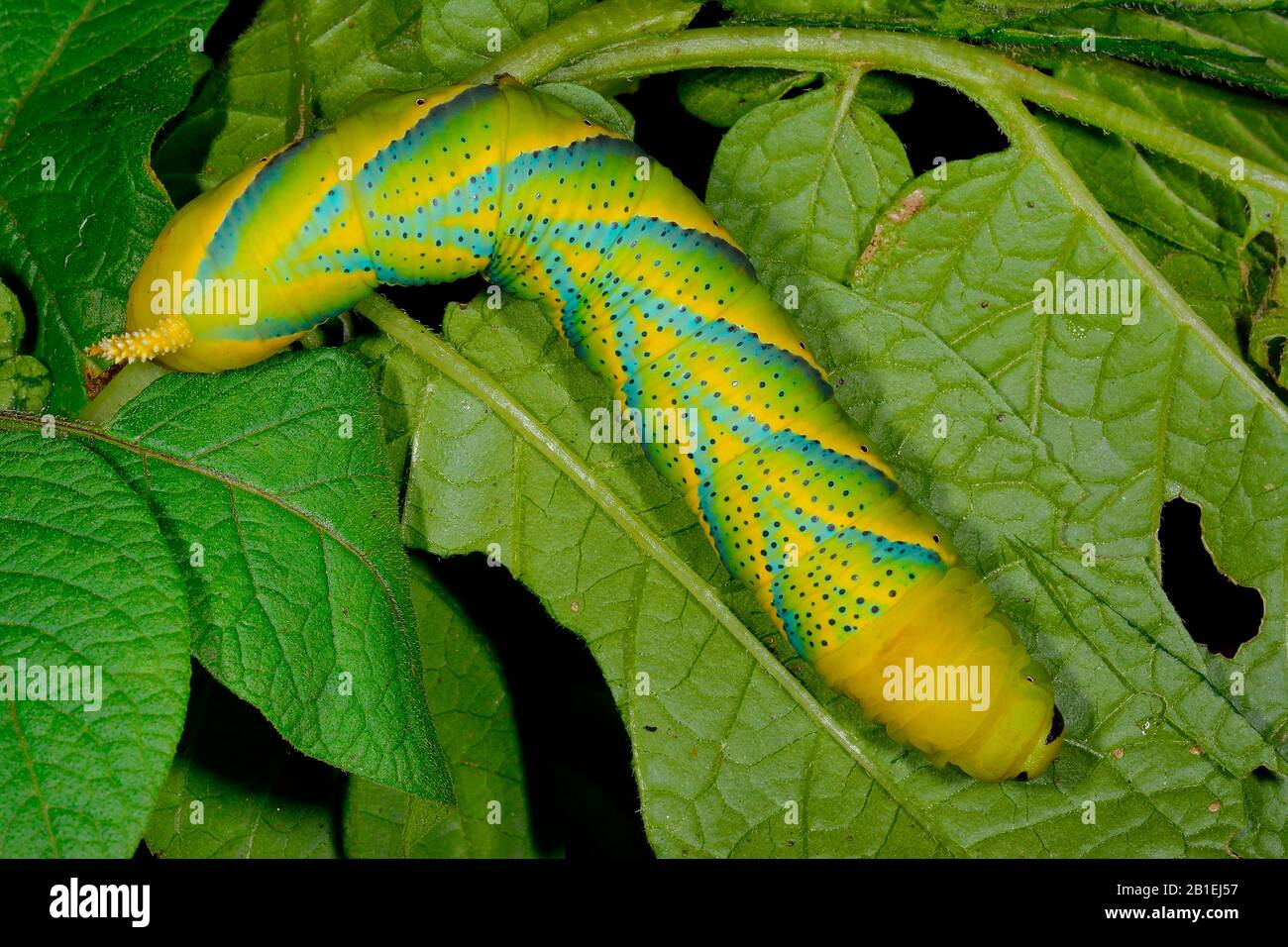 Death's-head Hawk-moth (Acherontia atropos) caterpillar on leaf, France ...