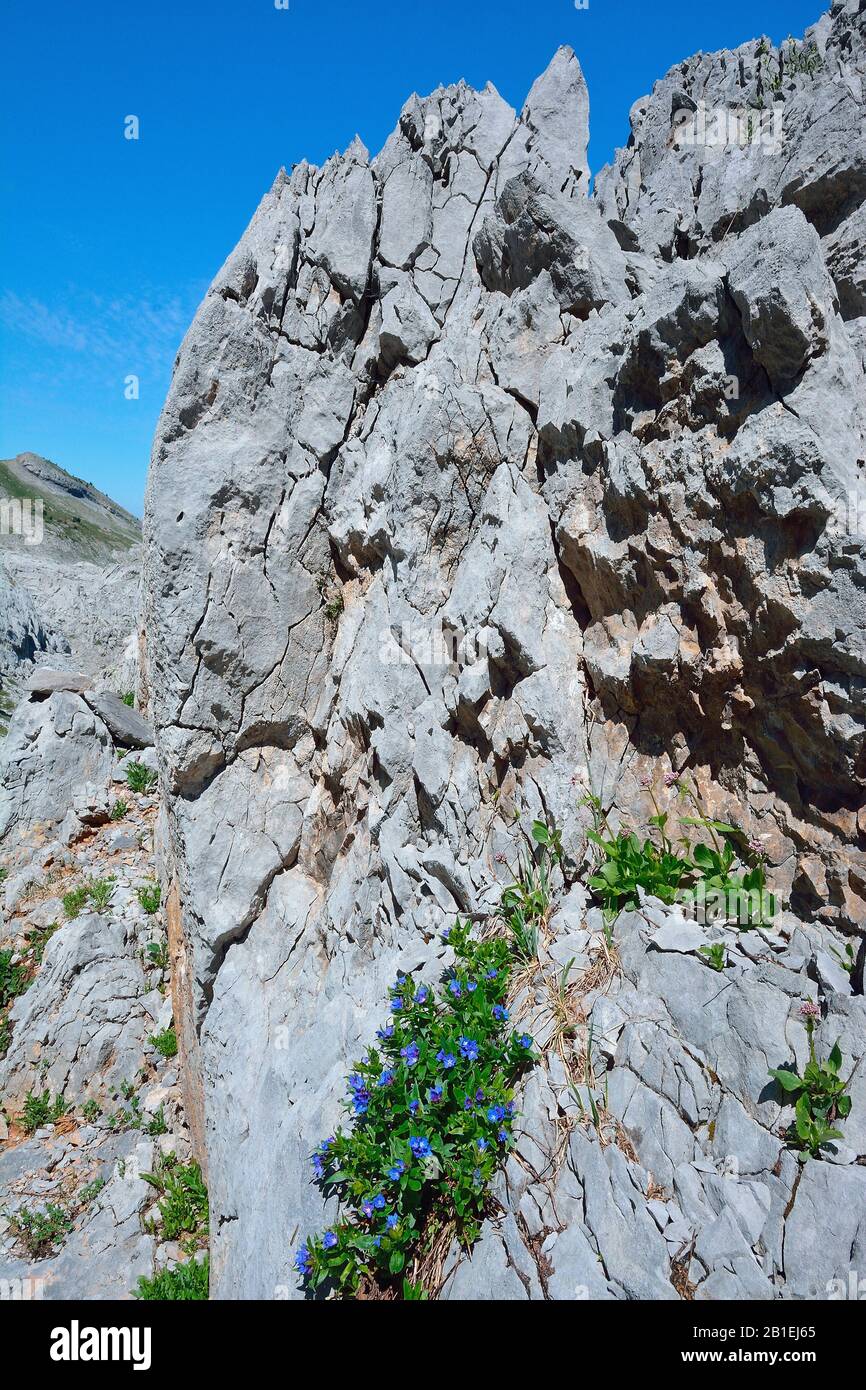 Buglossoides hi-res stock photography and images - Alamy