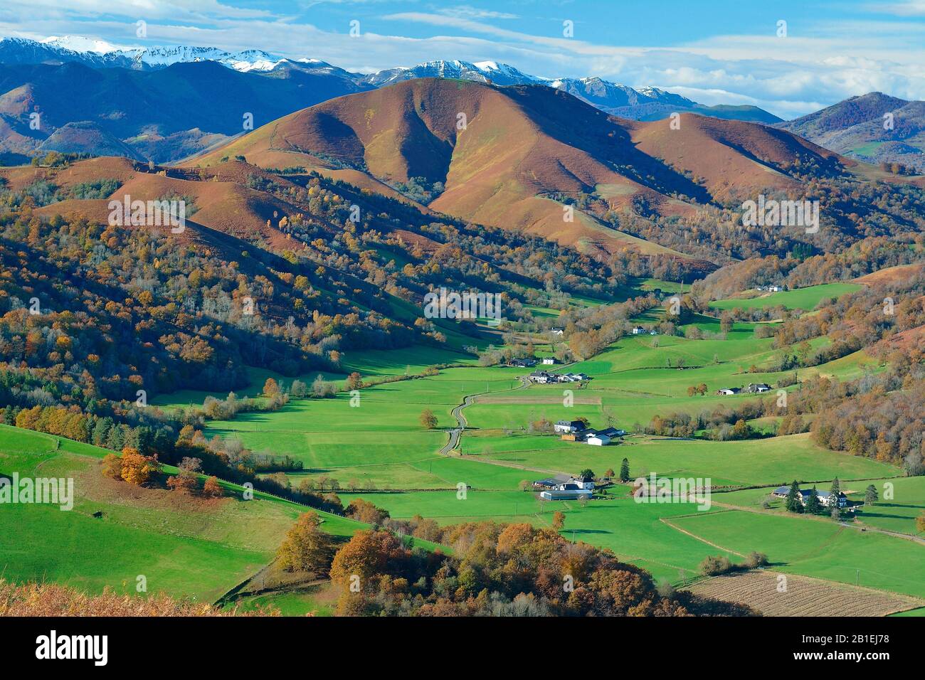 Heath of ferns covering the Erretzu peak, La soule, Basque Country ...