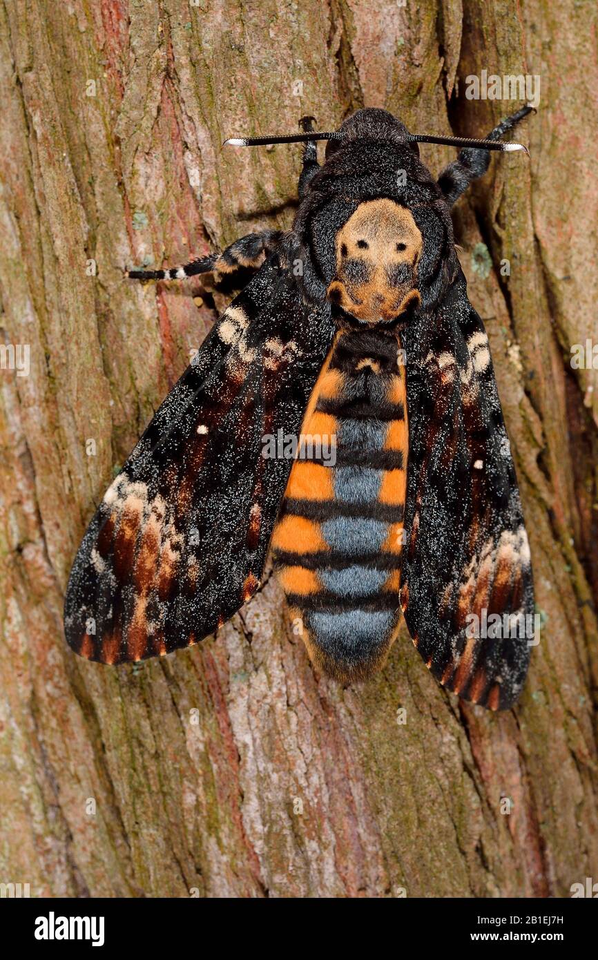 Death's-head Hawk-moth (Acherontia atropos) on wood, France Stock Photo ...