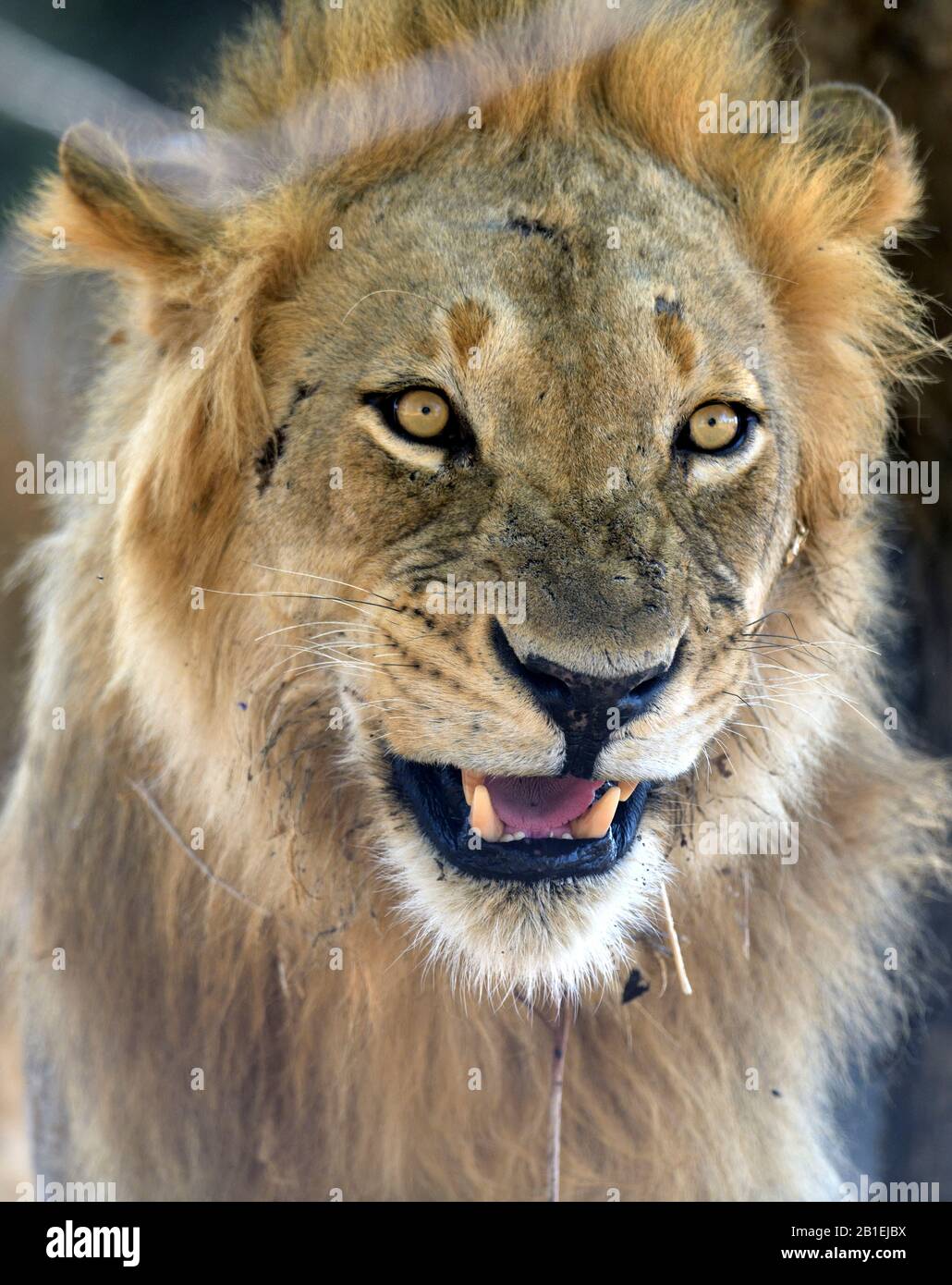 Lion head shot hi-res stock photography and images - Alamy