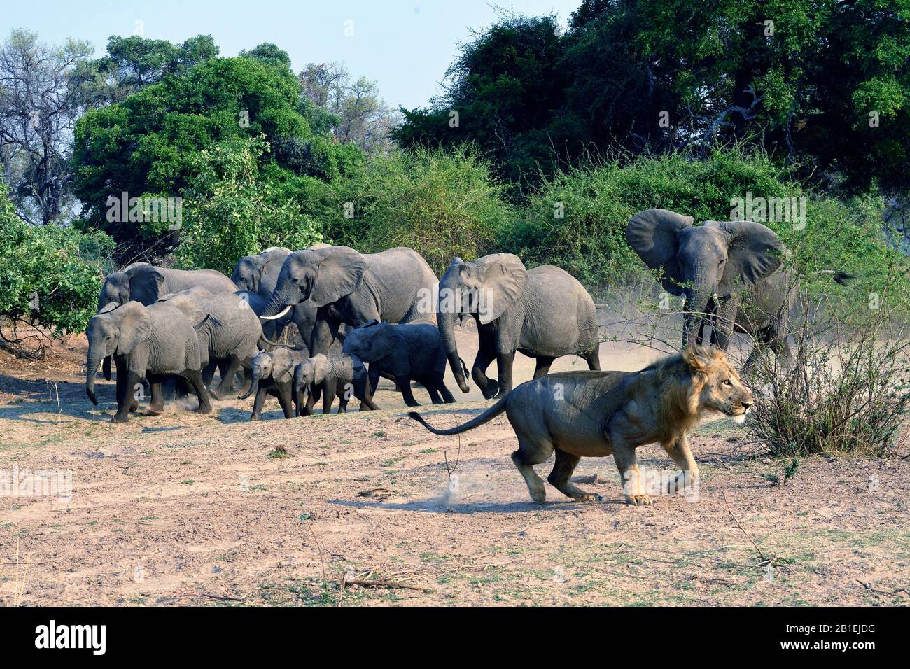 Elephant charge lion hi-res stock photography and images - Alamy