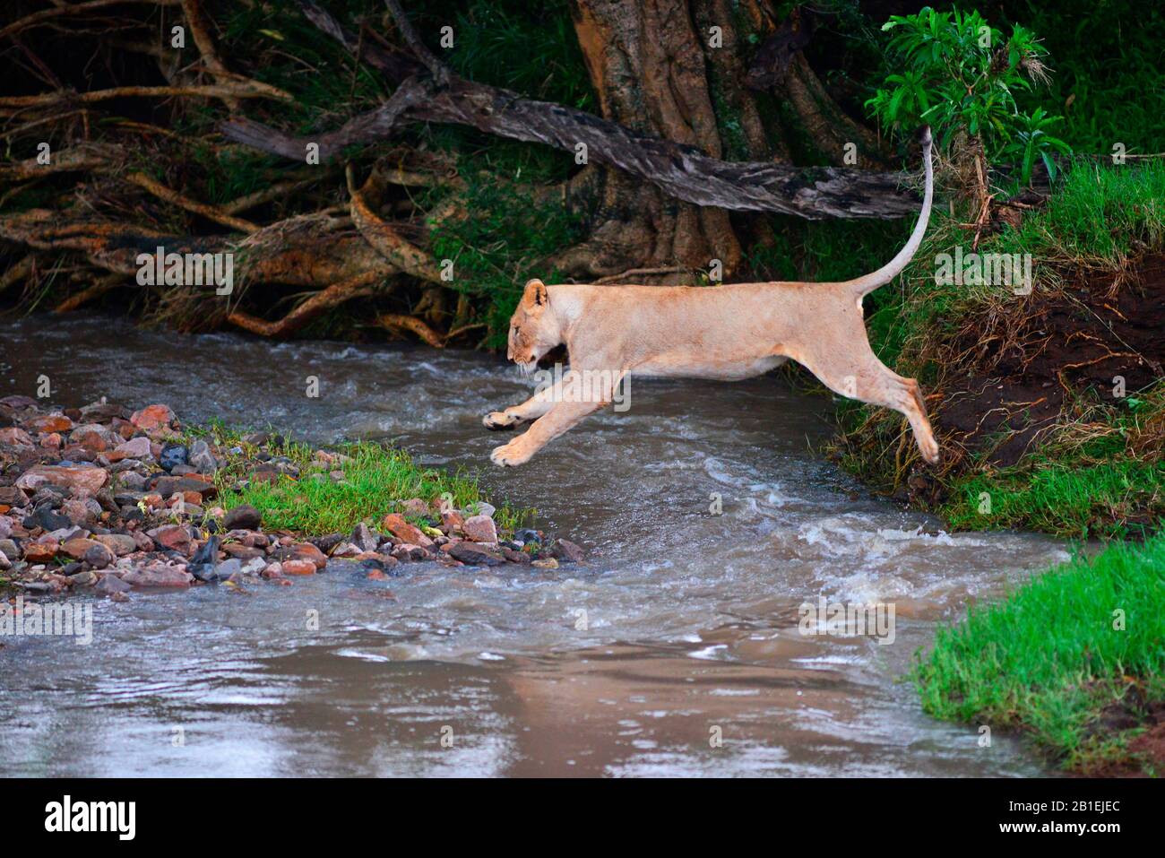 Jumping Of The Lion High Resolution Stock Photography and Images - Alamy