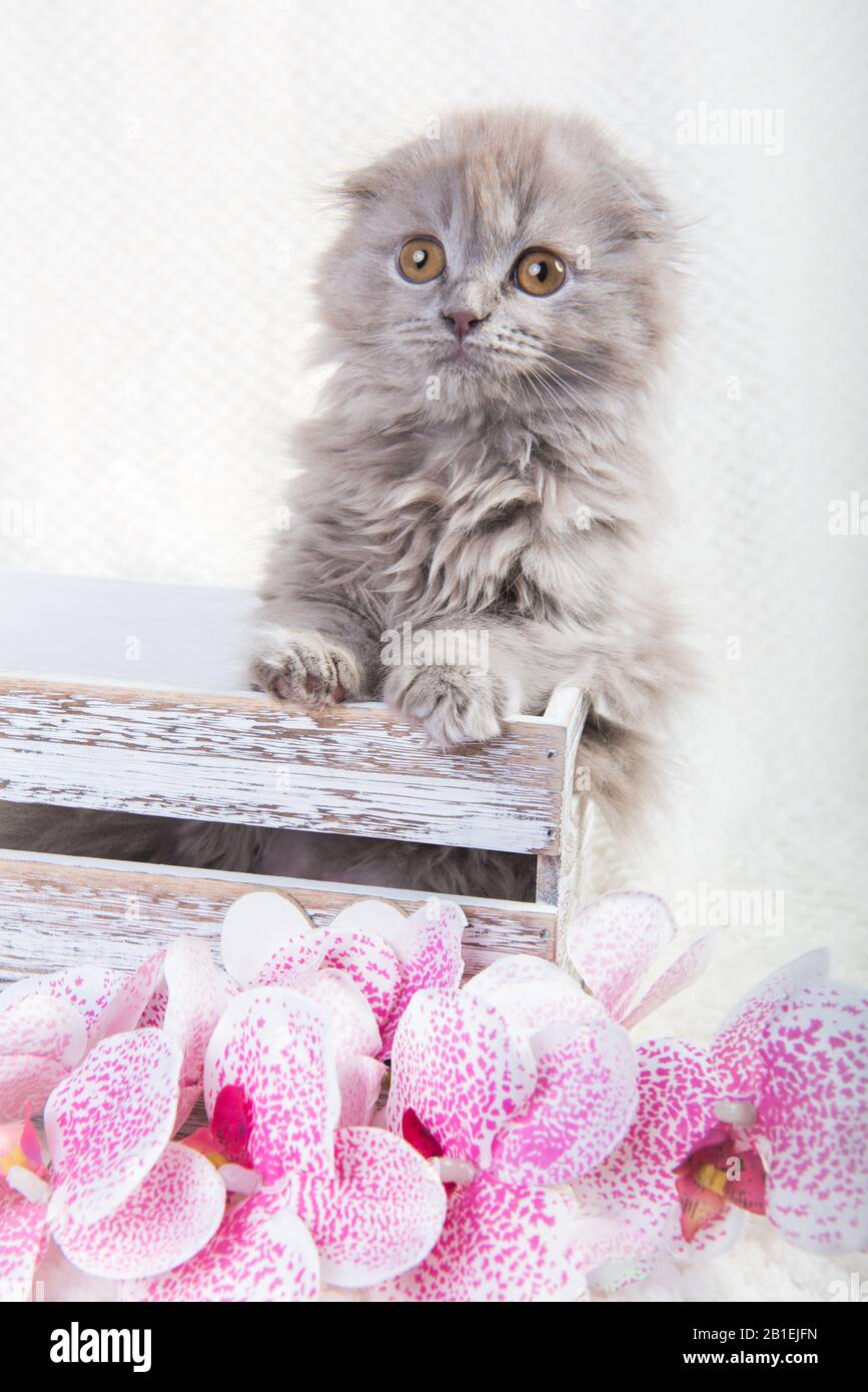 Scottish fold Highland fold kitten gray fluffy cat Stock Photo - Alamy