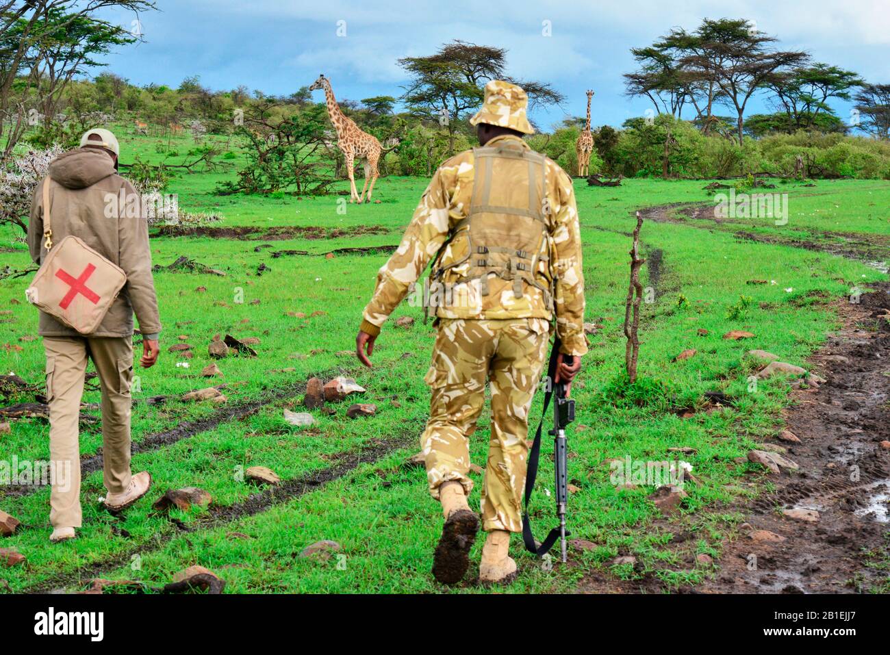 Armed rangers walking in a conservancy near the park, Masai Mara ...