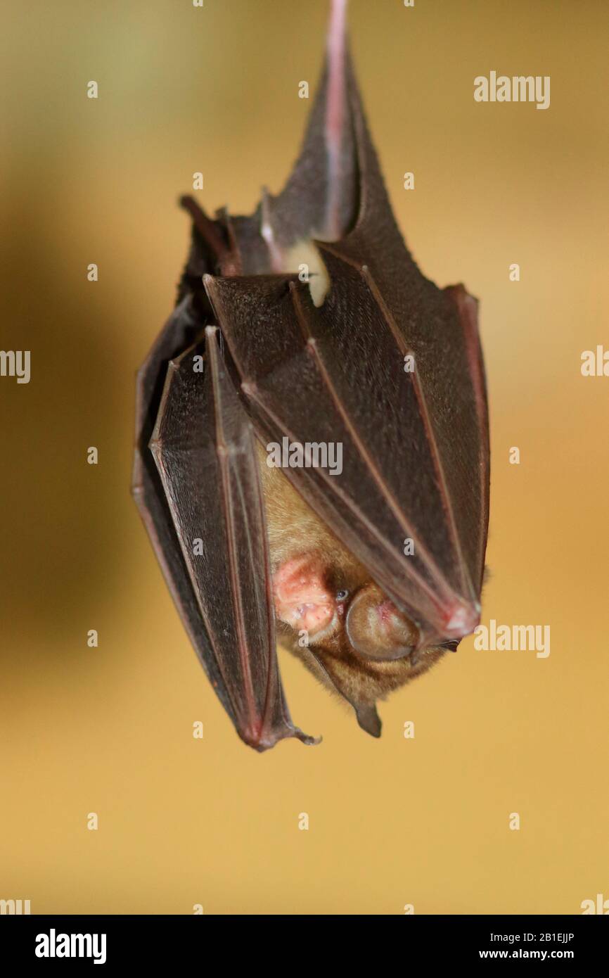 Roundleaf bat hi-res stock photography and images - Alamy