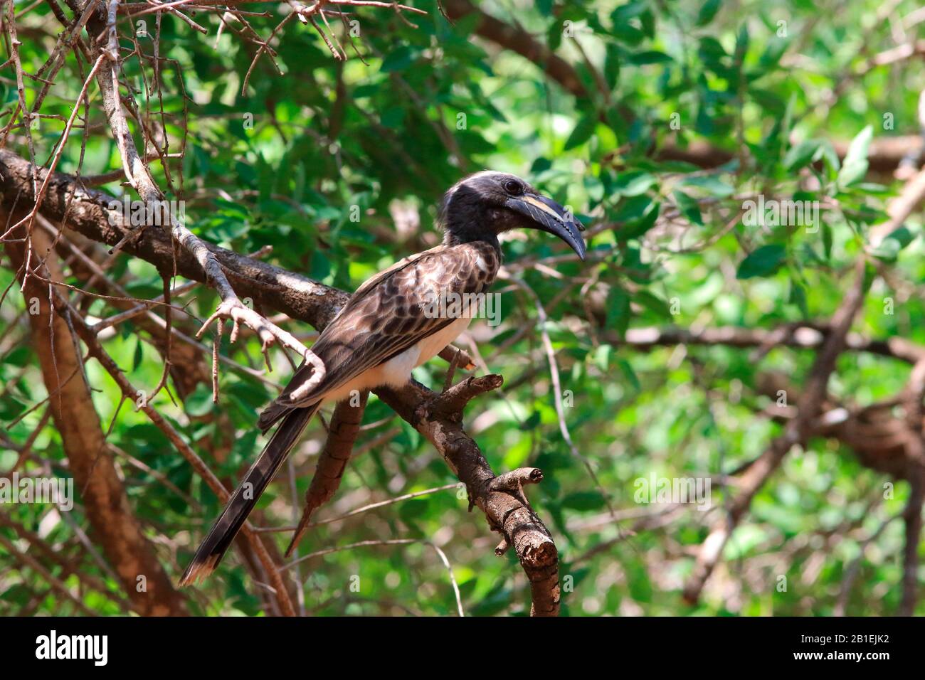 African Grey Hornbill (Tockus nasutus) on a branch Stock Photo - Alamy