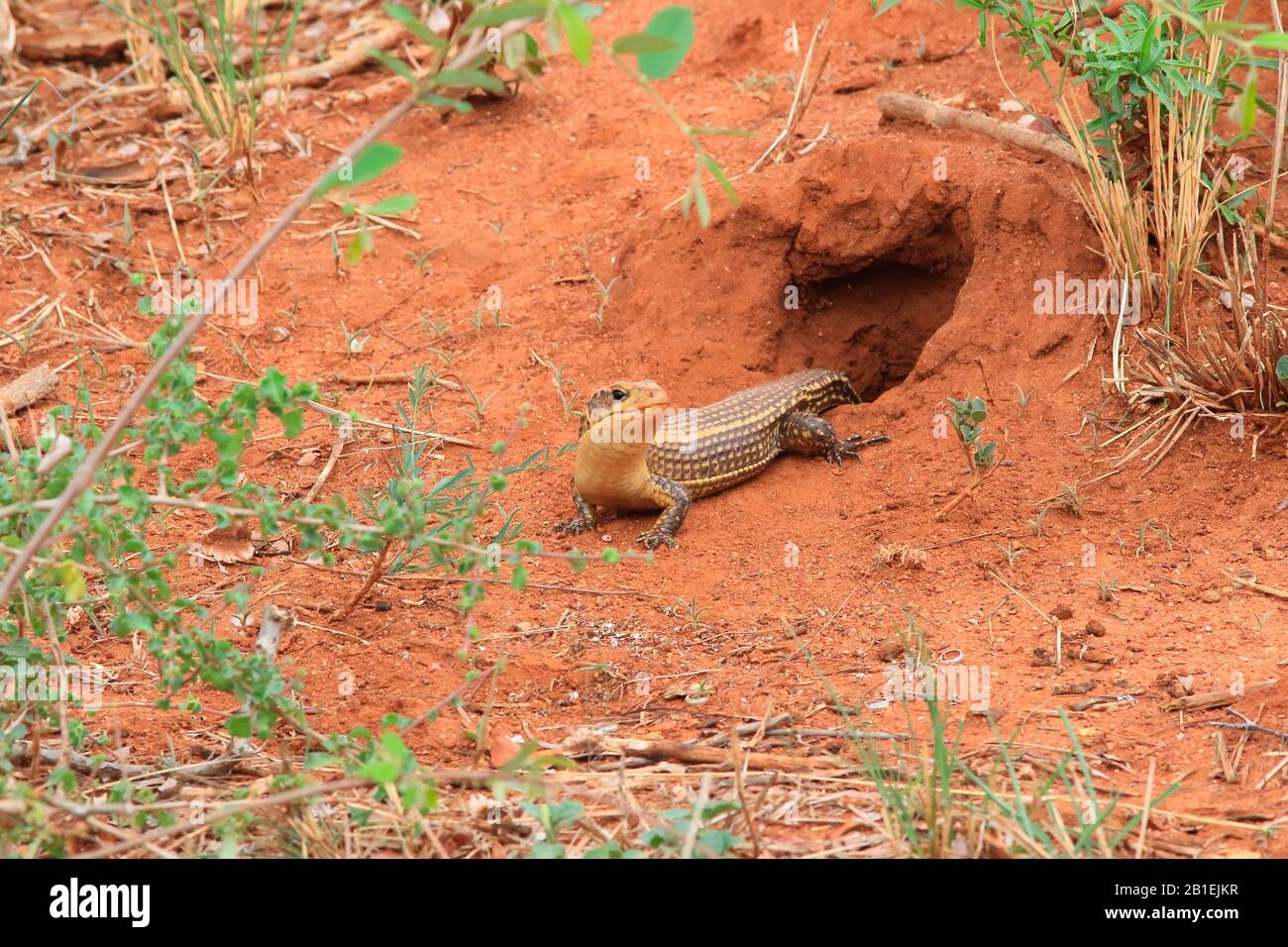 Rough scaled plated lizard (Gerrhosaurus major) out of is burrow Stock ...