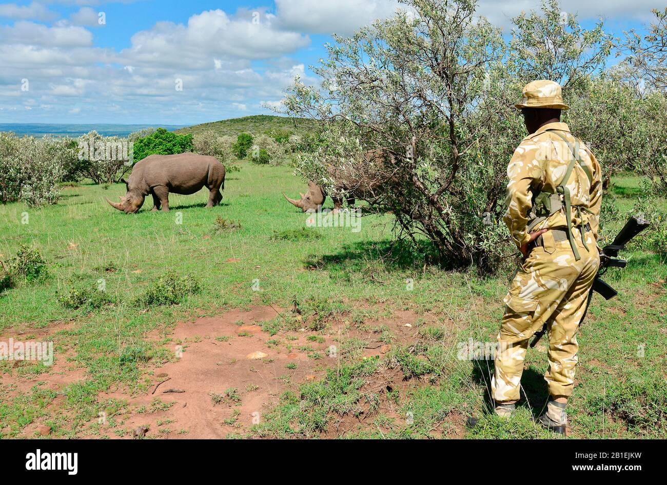 Savanna species hi-res stock photography and images - Alamy