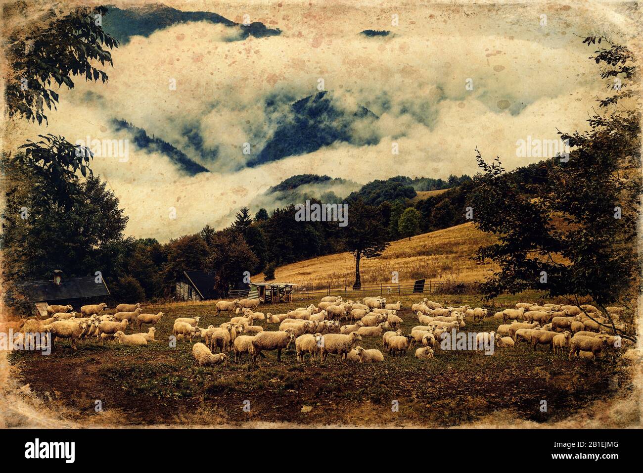 Flock of sheep on beautiful mountain meadow, old photo effect Stock ...