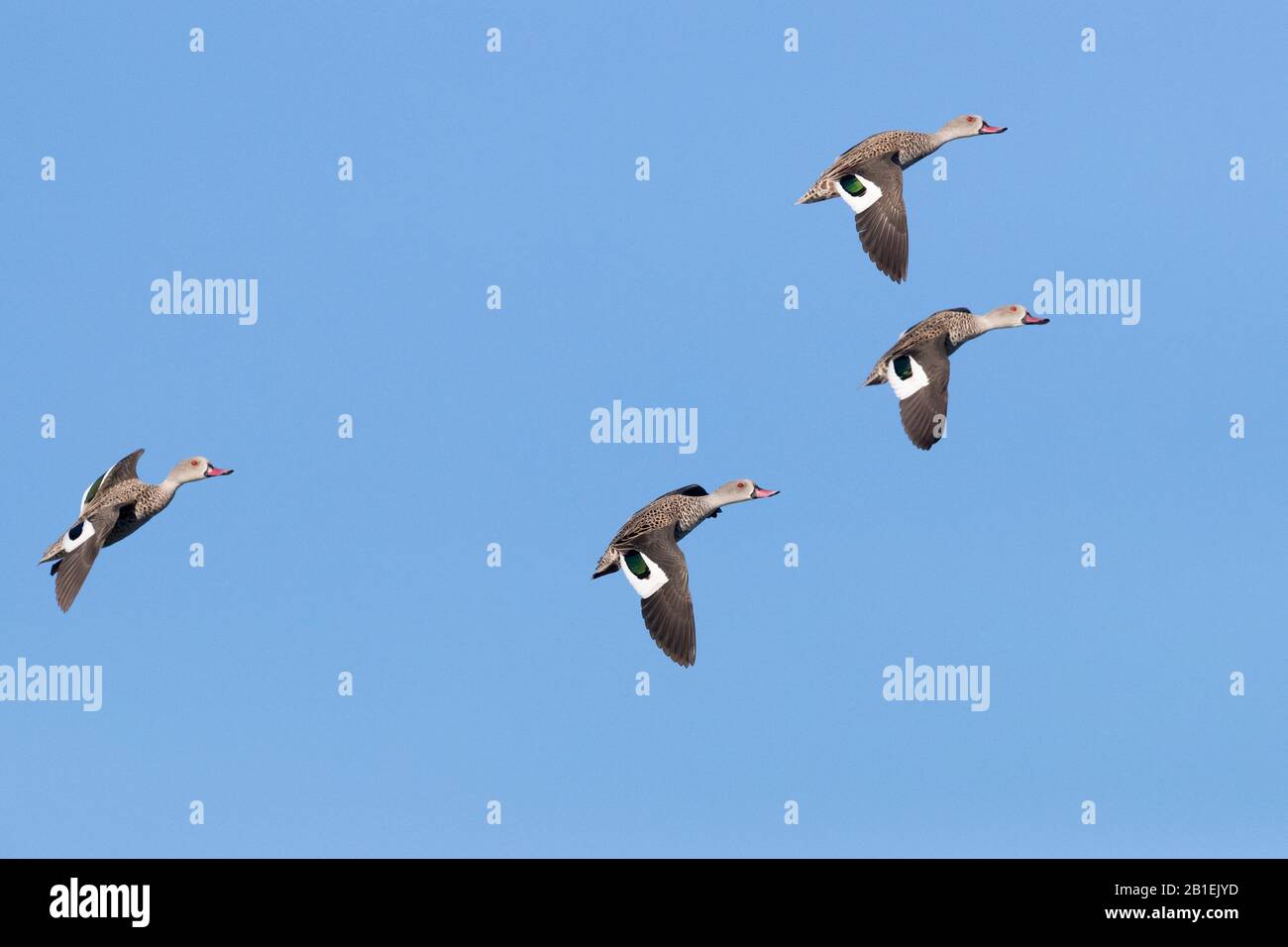Cape Teal (Anas capensis), small flock in flight, Western Cape, South ...