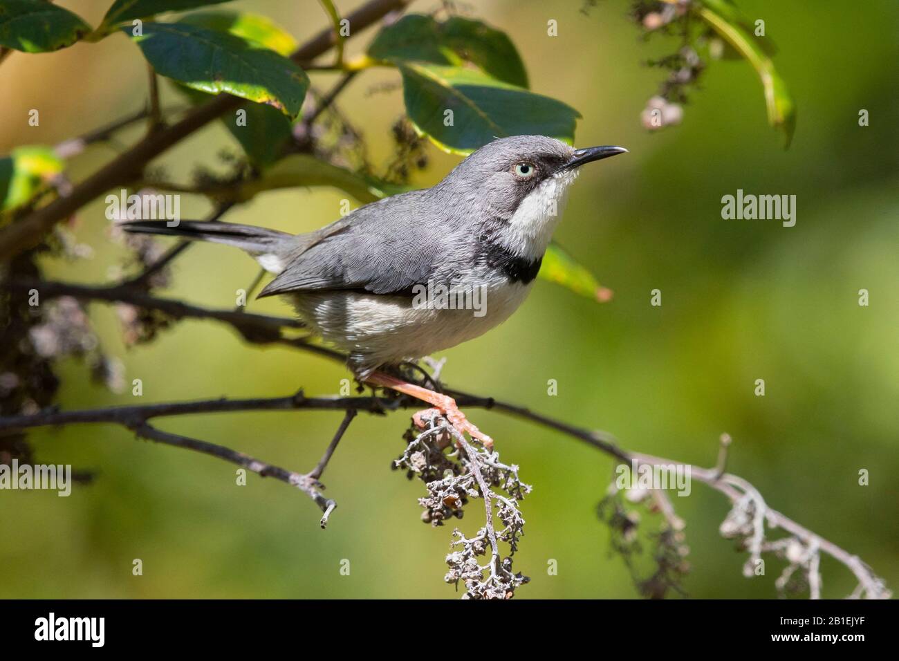 Bar-throated Apalis (Apalis thoracica capensis), side view of an adult ...