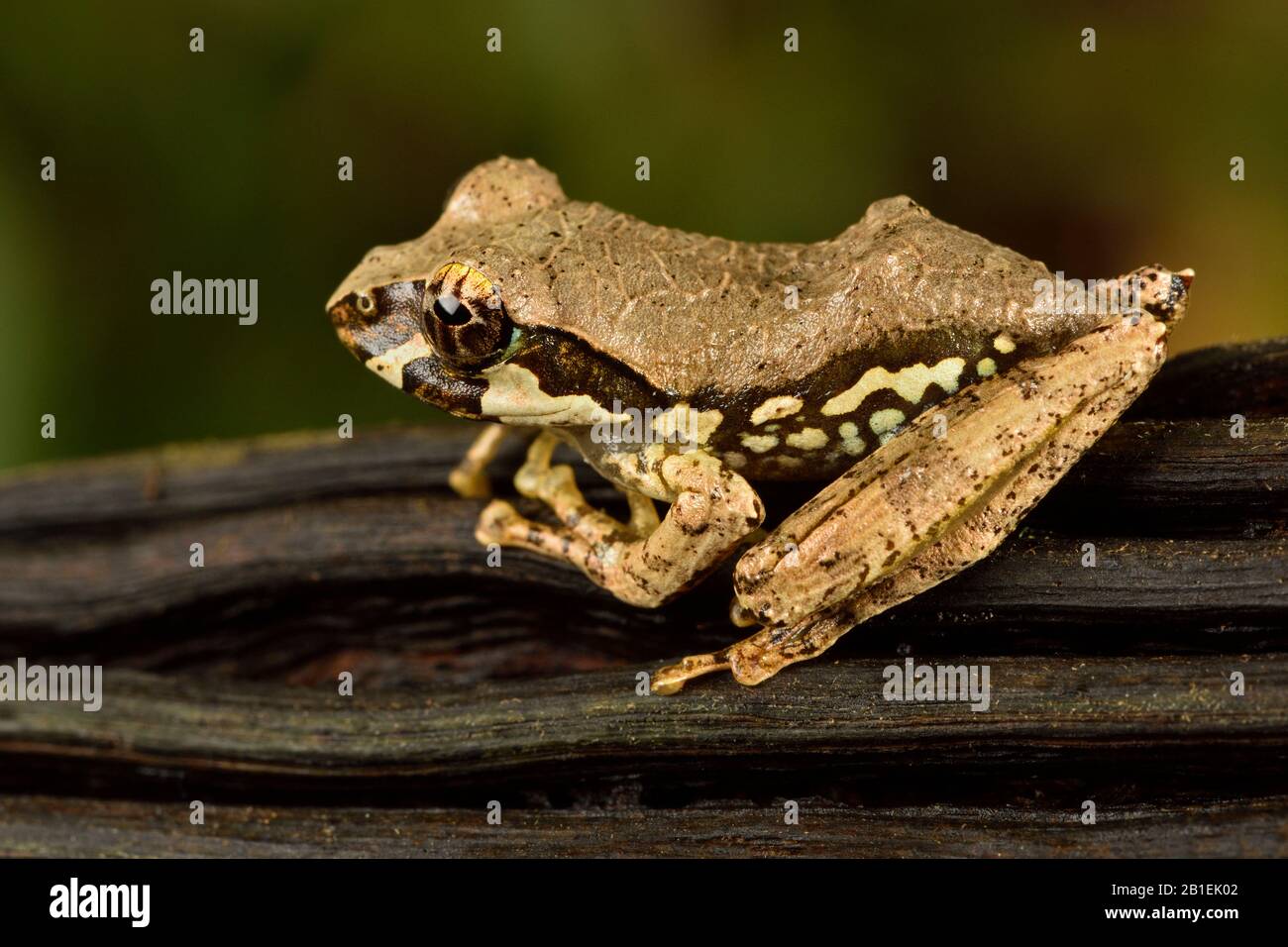 Reticulate Bright-eyed Frog (Boophis reticulatus) juvenile, Andasibe ...