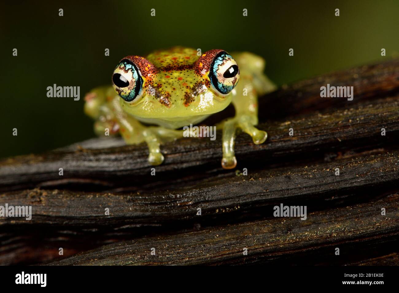 Bott's Bright-eyed Frog (Boophis bottae), Andasibe (Perinet), Alaotra ...