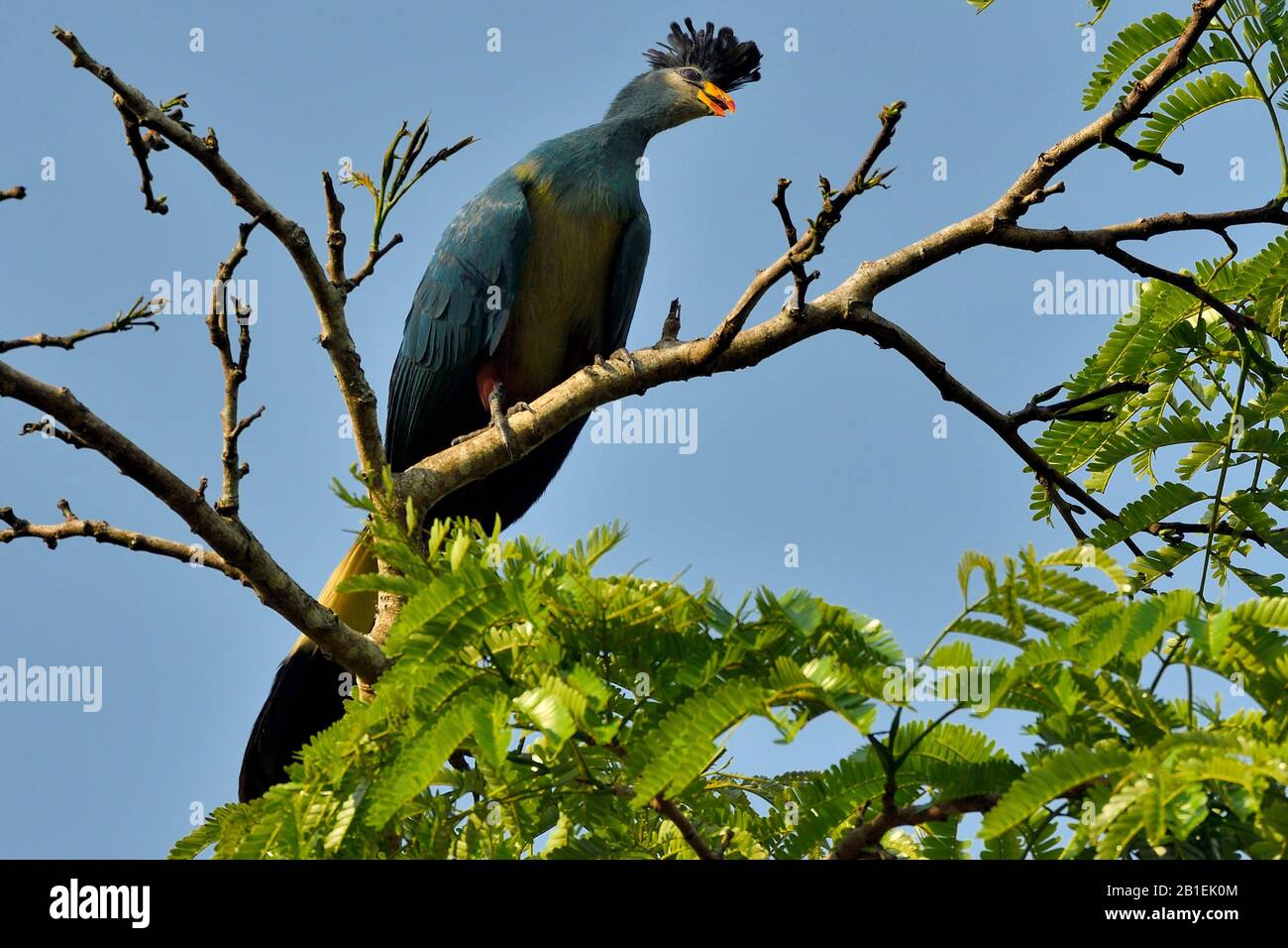 Great Blue Turaco (Corythaeola cristata) perched in a tree, Kibale ...
