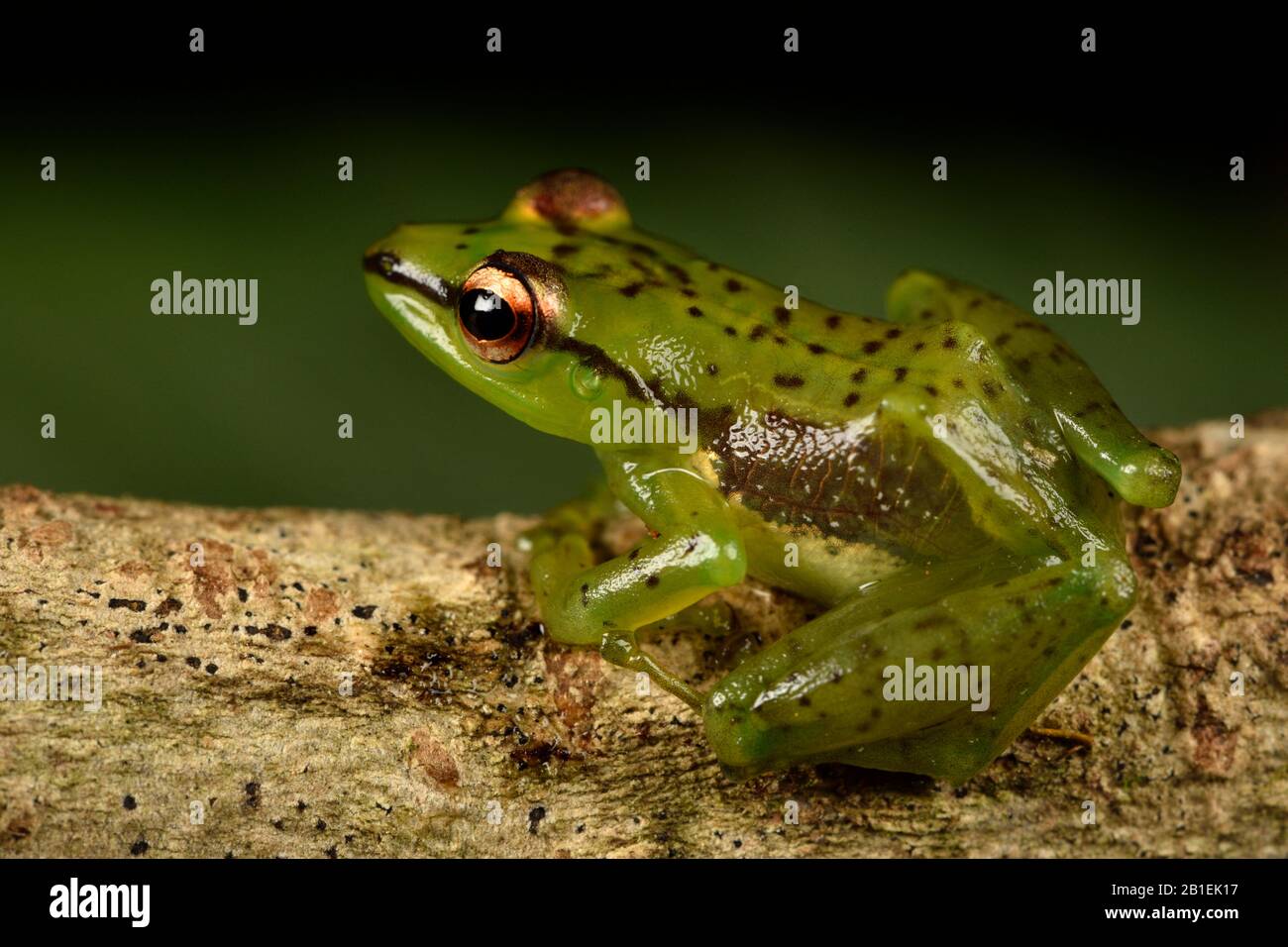 Tsarafidy Madagascar Frog (Guibemantis pulcher) living on Pandanus ...