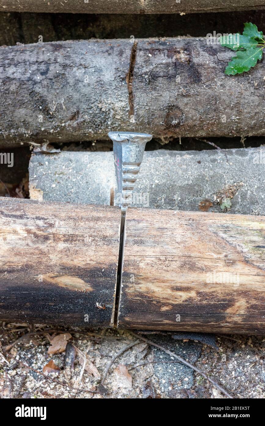 Wedge pressed into a cut tree trunk, summer, Moselle, France Stock ...