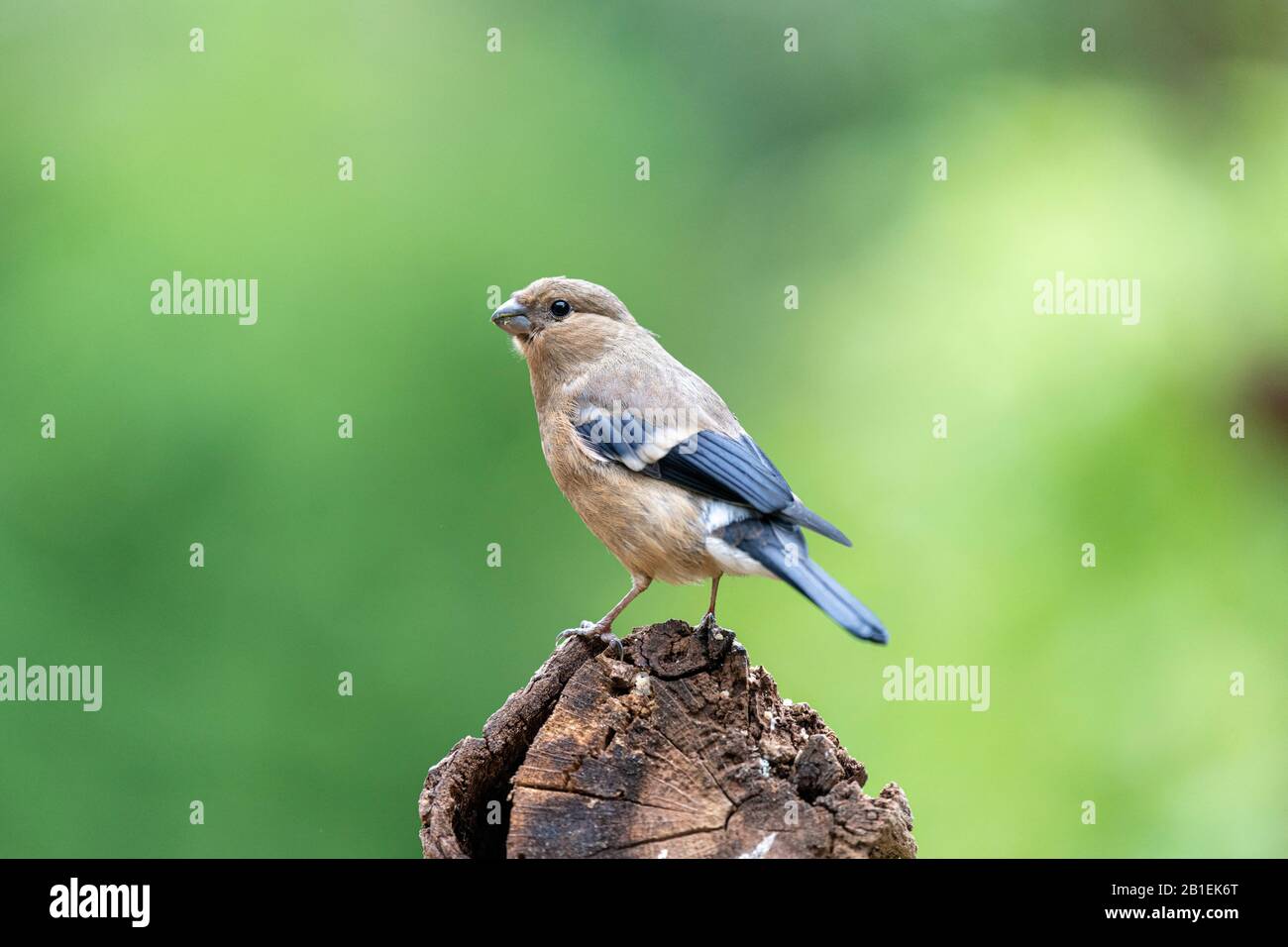 Bullfinch (Pyrrhula pyrrhula) young on a branch, France Stock Photo - Alamy