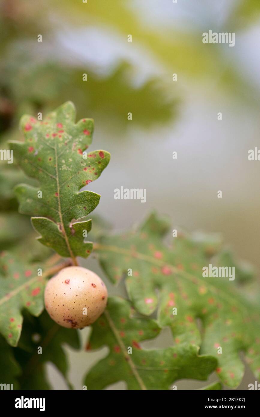 Oak gall, summer, Moselle, France Stock Photo - Alamy