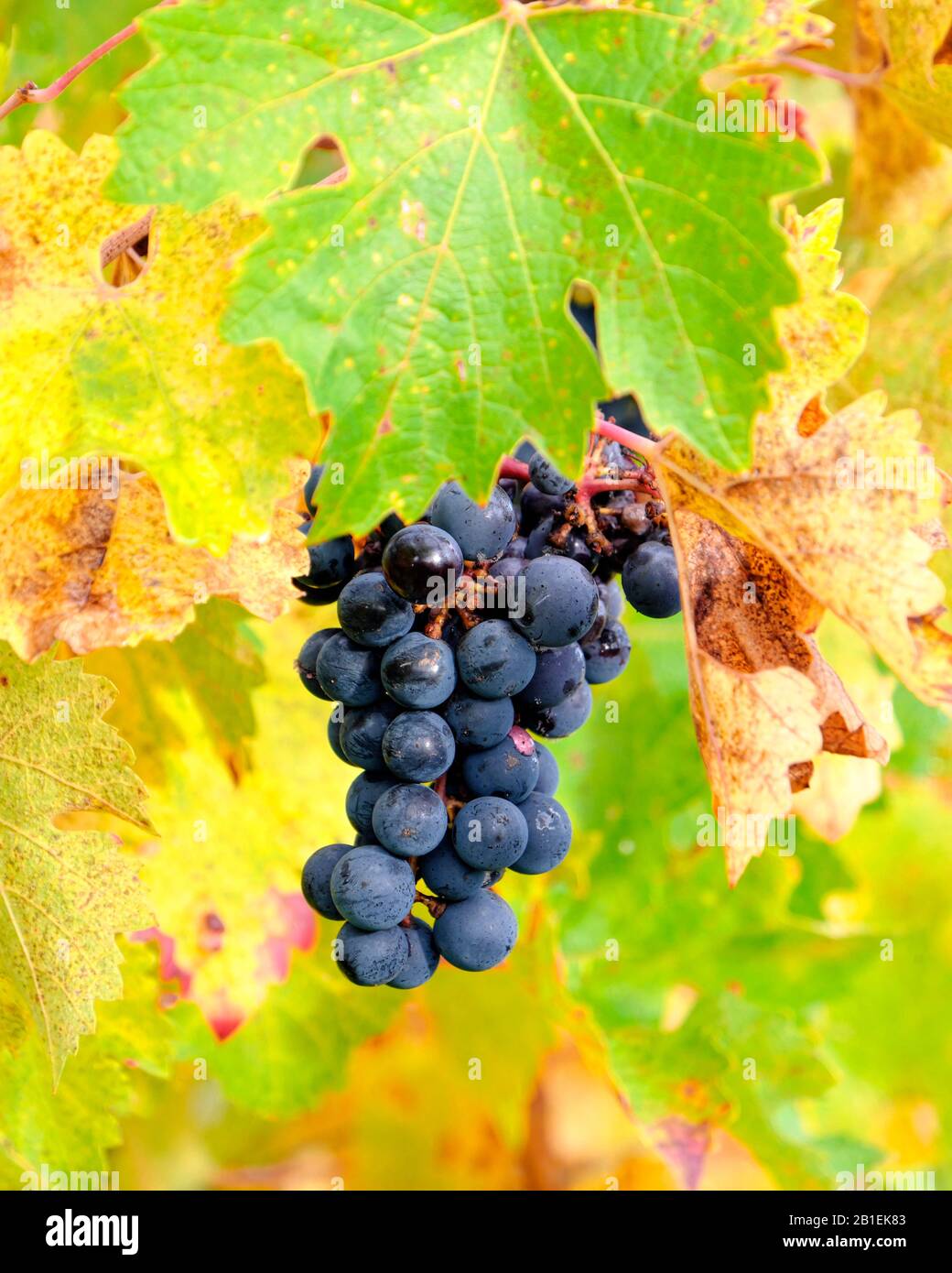 Bunch of Merlot grapes and vine leaves in autumn, Grezillac, Bordelais ...