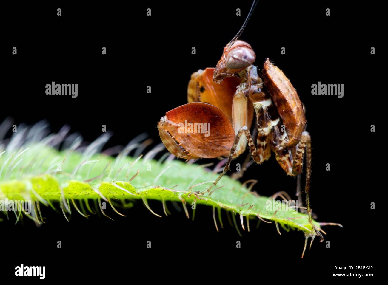 Boxer mantis nymph (Mantodea sp). Boxer mantis is a common name given ...