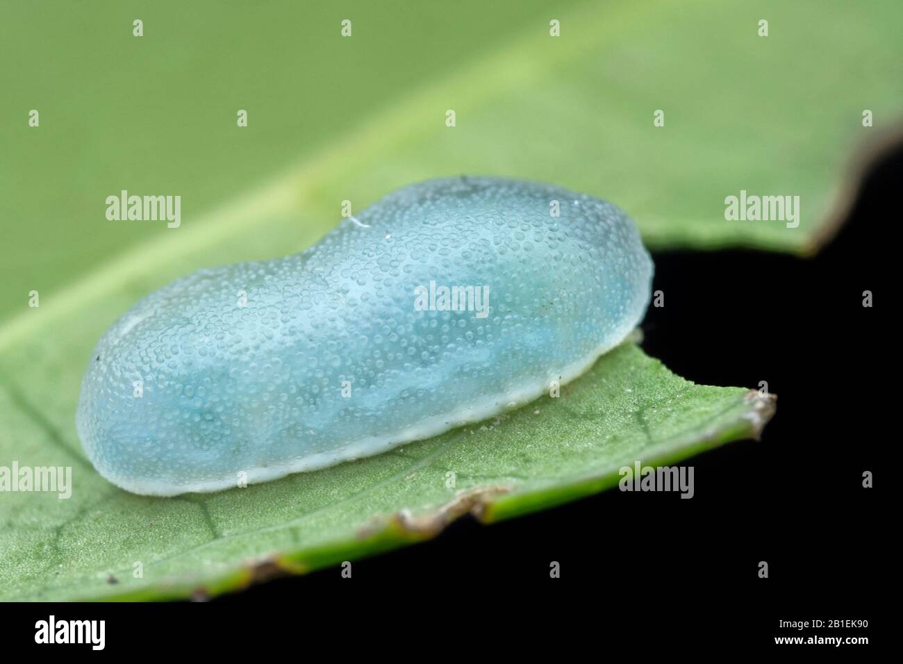 Gelatin Slug Caterpillar (Limacodidae sp). These Limacodid caterpillars ...