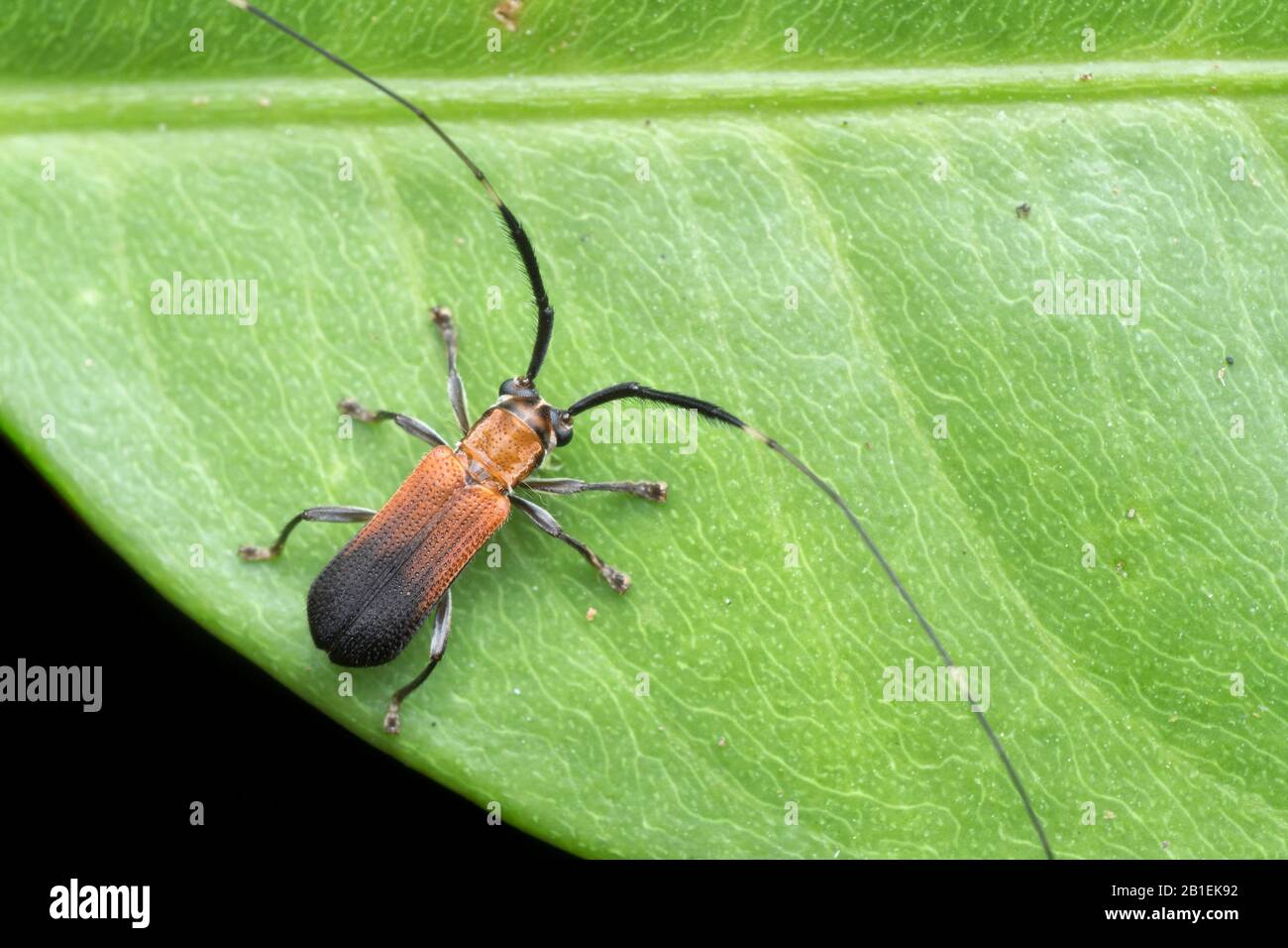 Lycid mimicking longhorn beetle (Serixia sp). Longhorn beetle mimicking ...