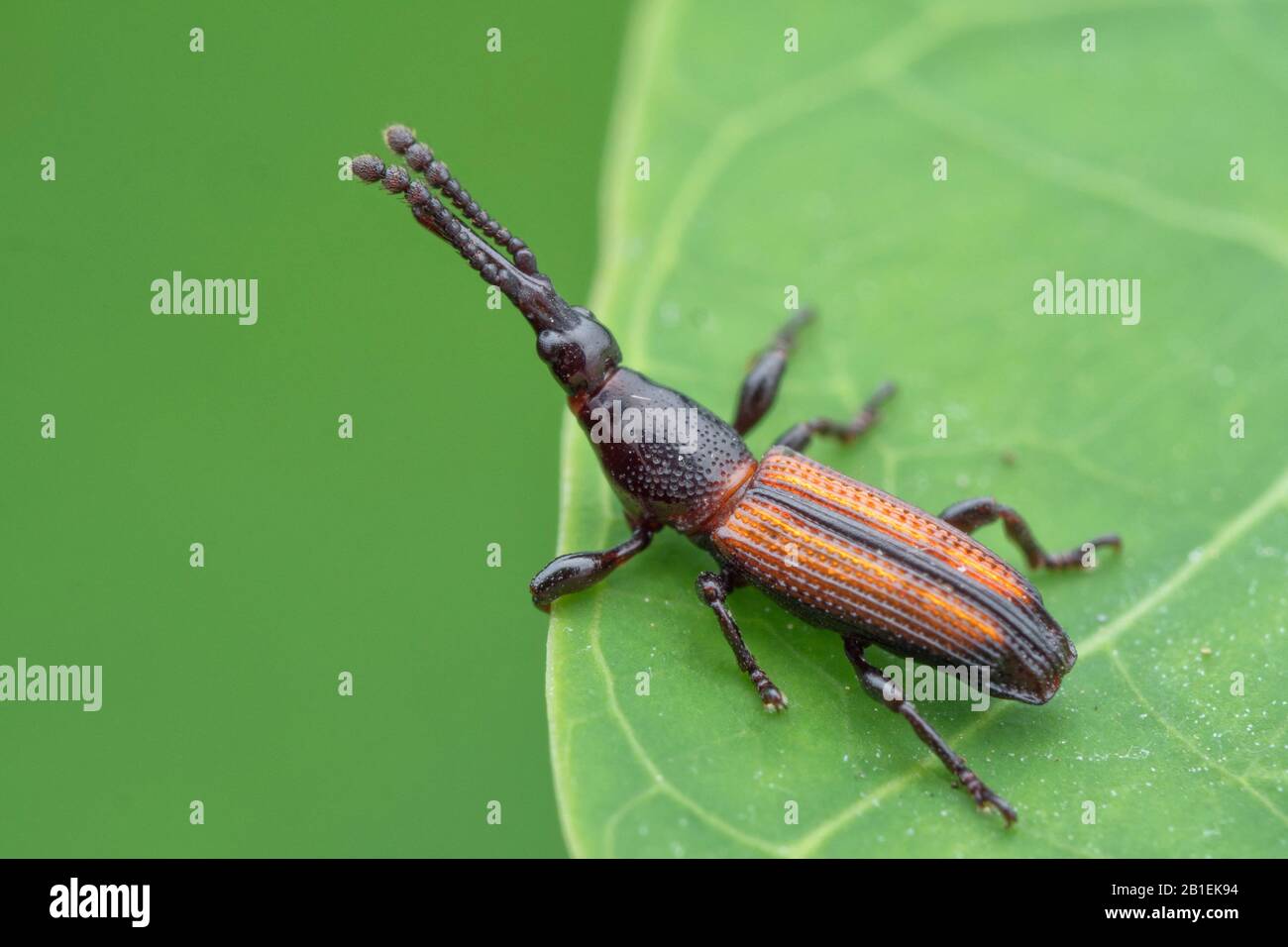 Xylophagous High Resolution Stock Photography and Images - Alamy