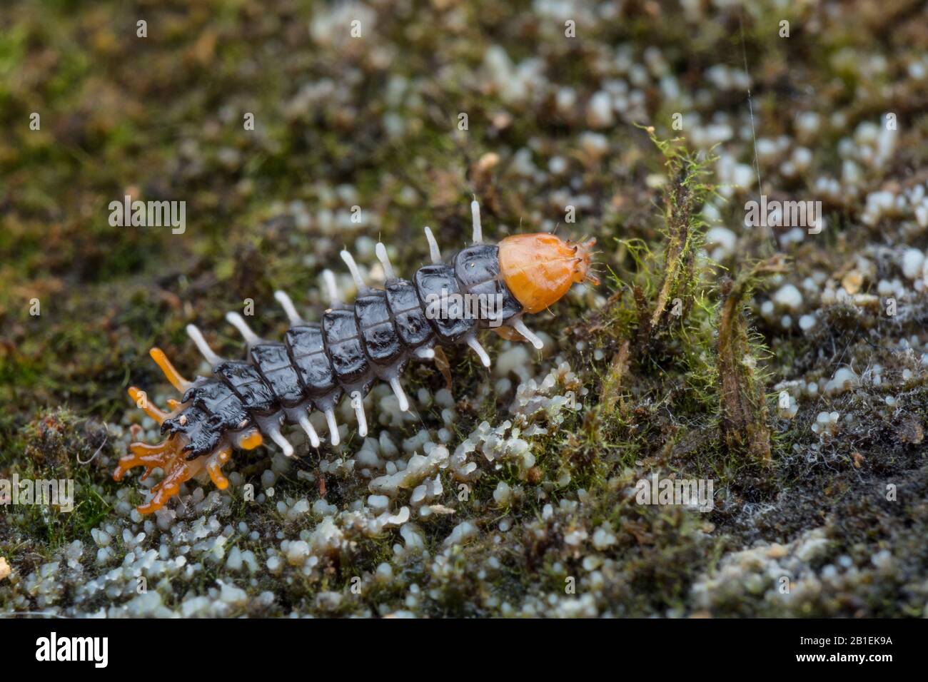 Net Winged Beetle Larvae