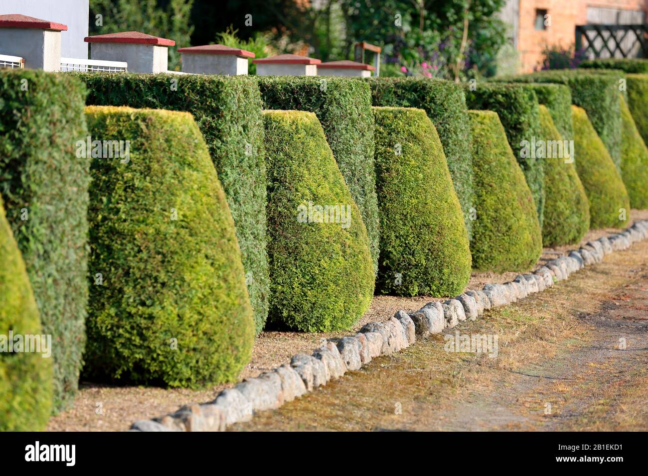 Formed bushes in formal english garden path Stock Photo - Alamy