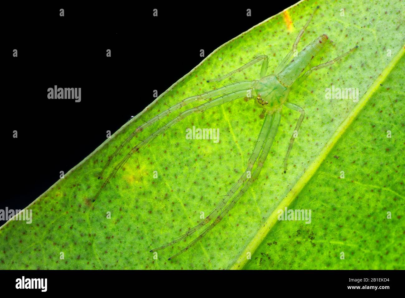 Grass crab spiders (Oxytate sp), The genus Oxytate, commonly known as ...