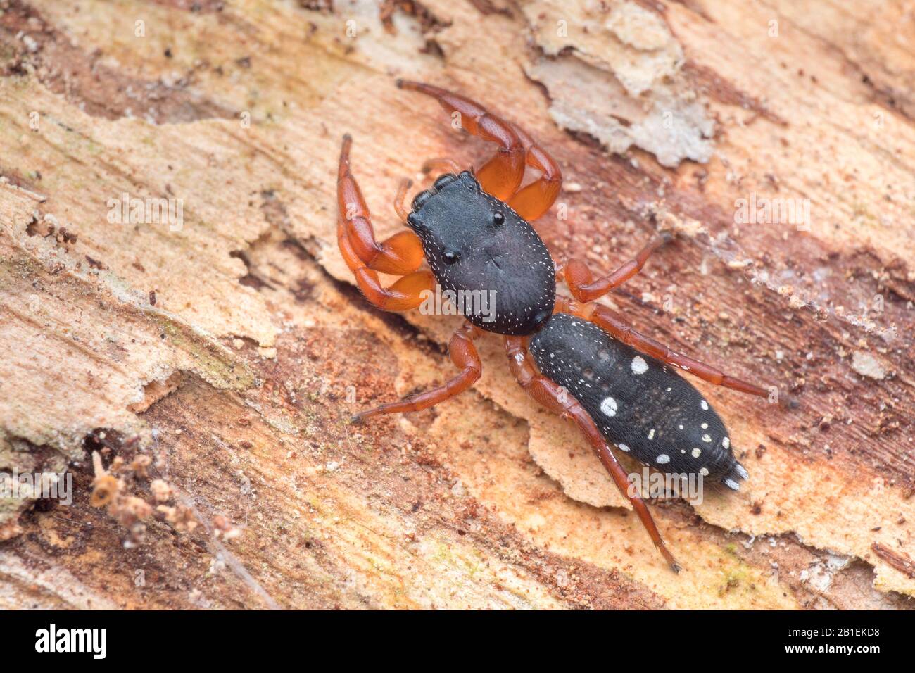 Hisponine jumping spider (Jerzego sp). Jerzego is a spider genus of the ...