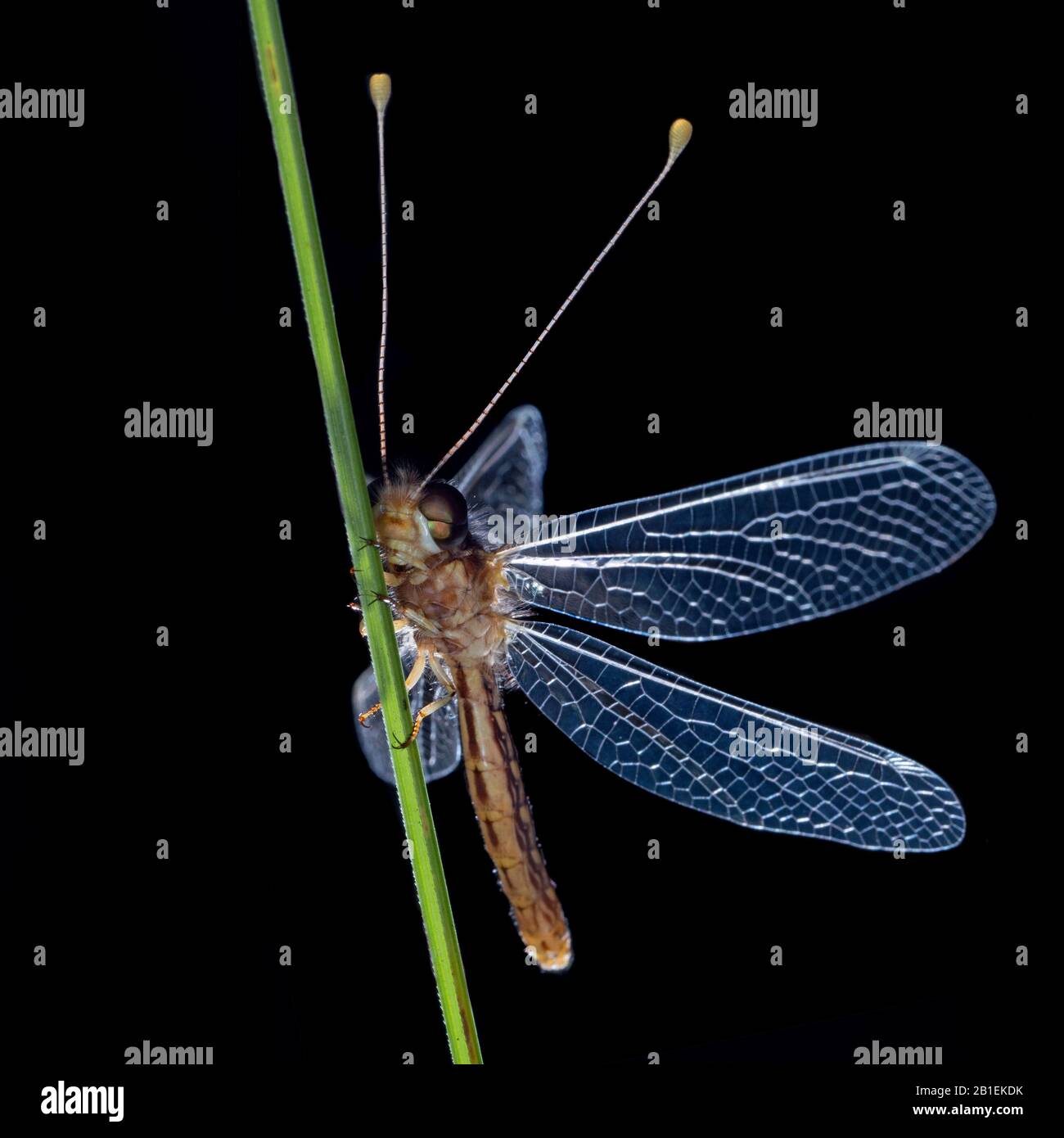 Ascalaphid (Ascalaphus placidus), Ascalaphidae is a family of insects ...