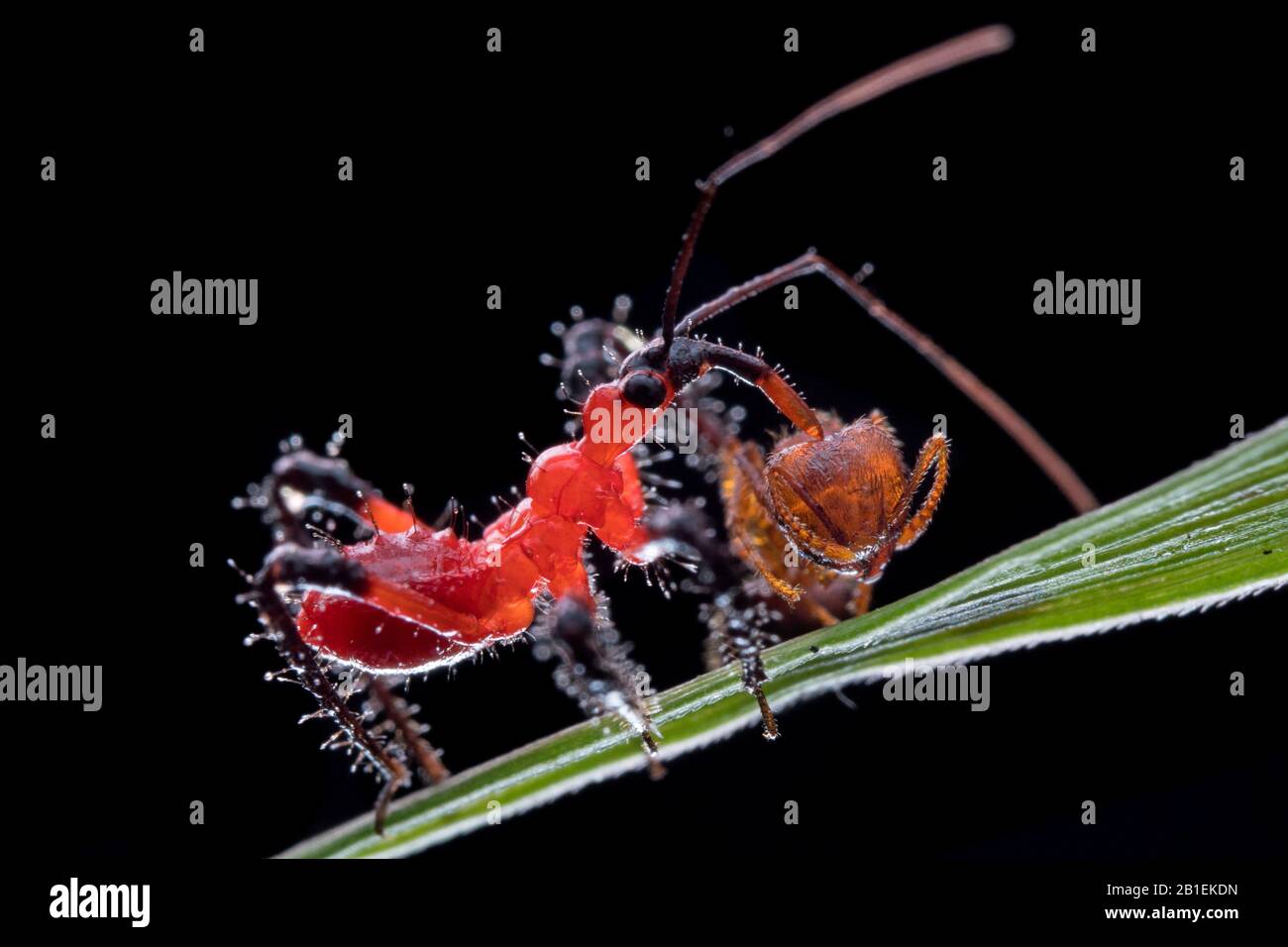 Inject saliva hi-res stock photography and images - Alamy