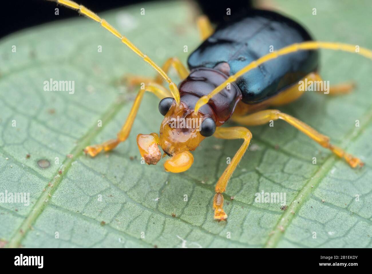 Leaf beetle (Chrysomelidae sp). The insects of the beetle family ...