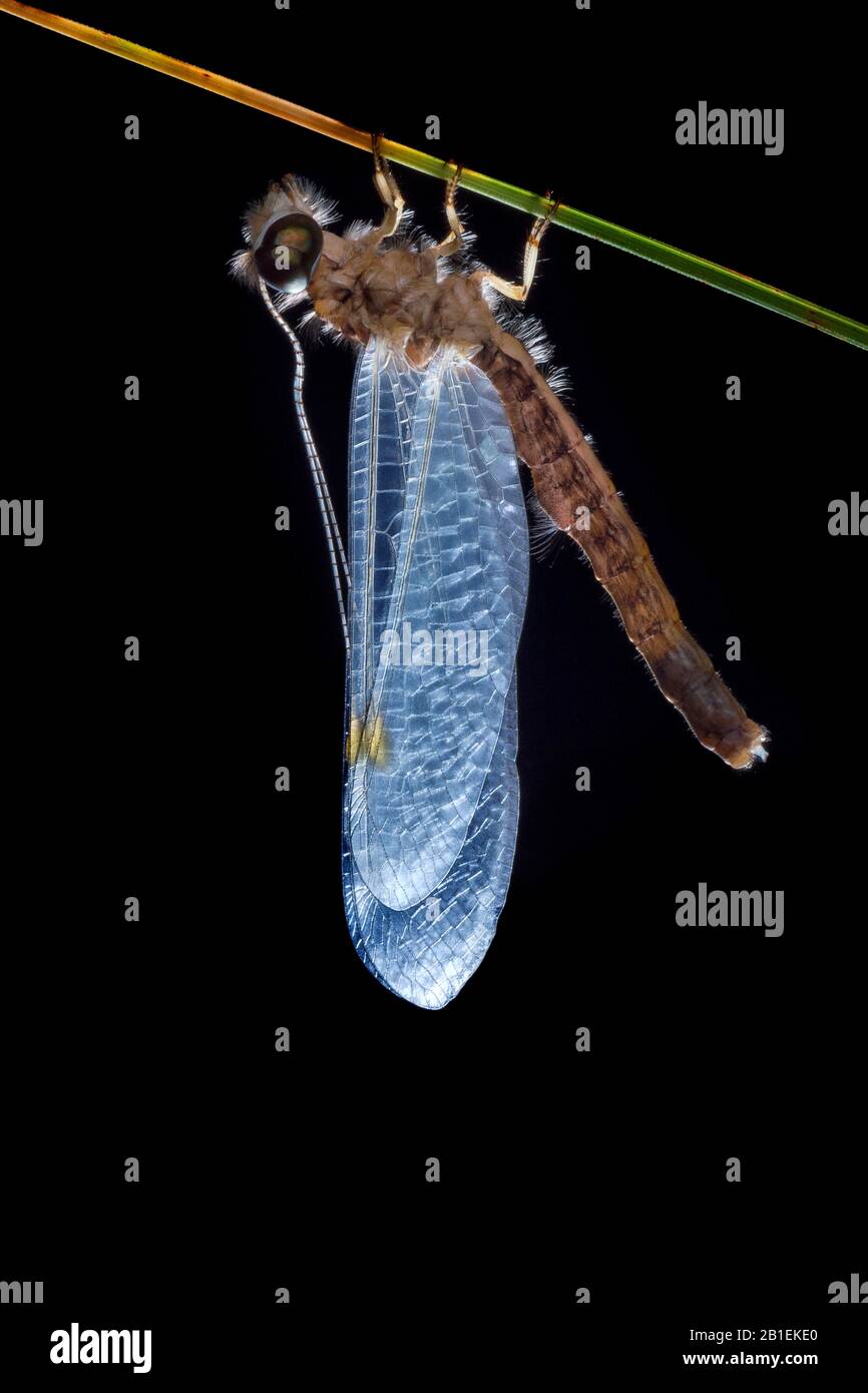 Ascalaphid (Ascalaphus placidus), Ascalaphidae is a family of insects ...