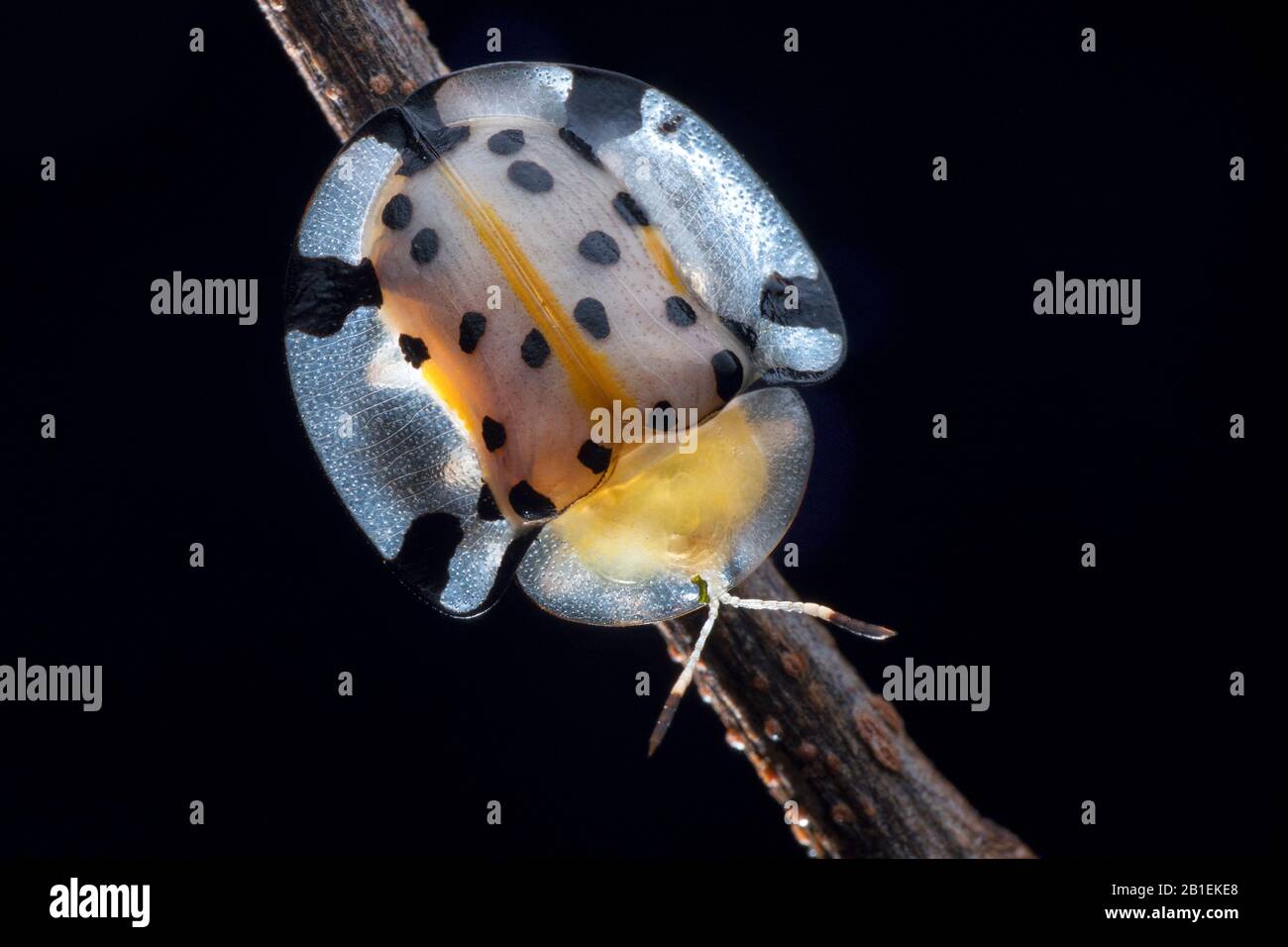 Aspidomorpha hi-res stock photography and images - Alamy