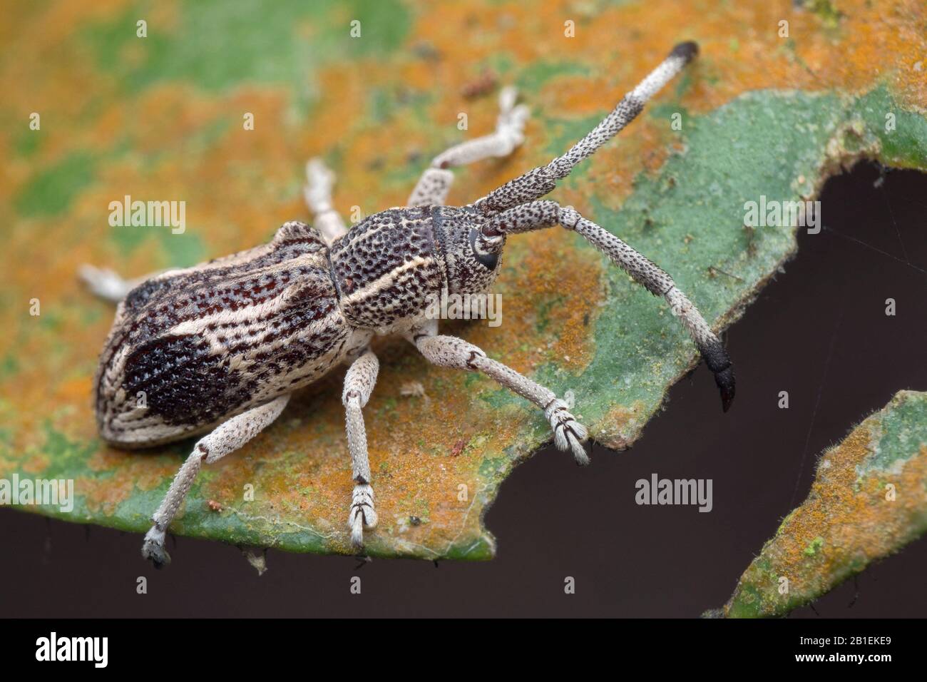 Longhorn beetle (Cerambycidae sp) mimicking a weevil, Malaysia Stock ...