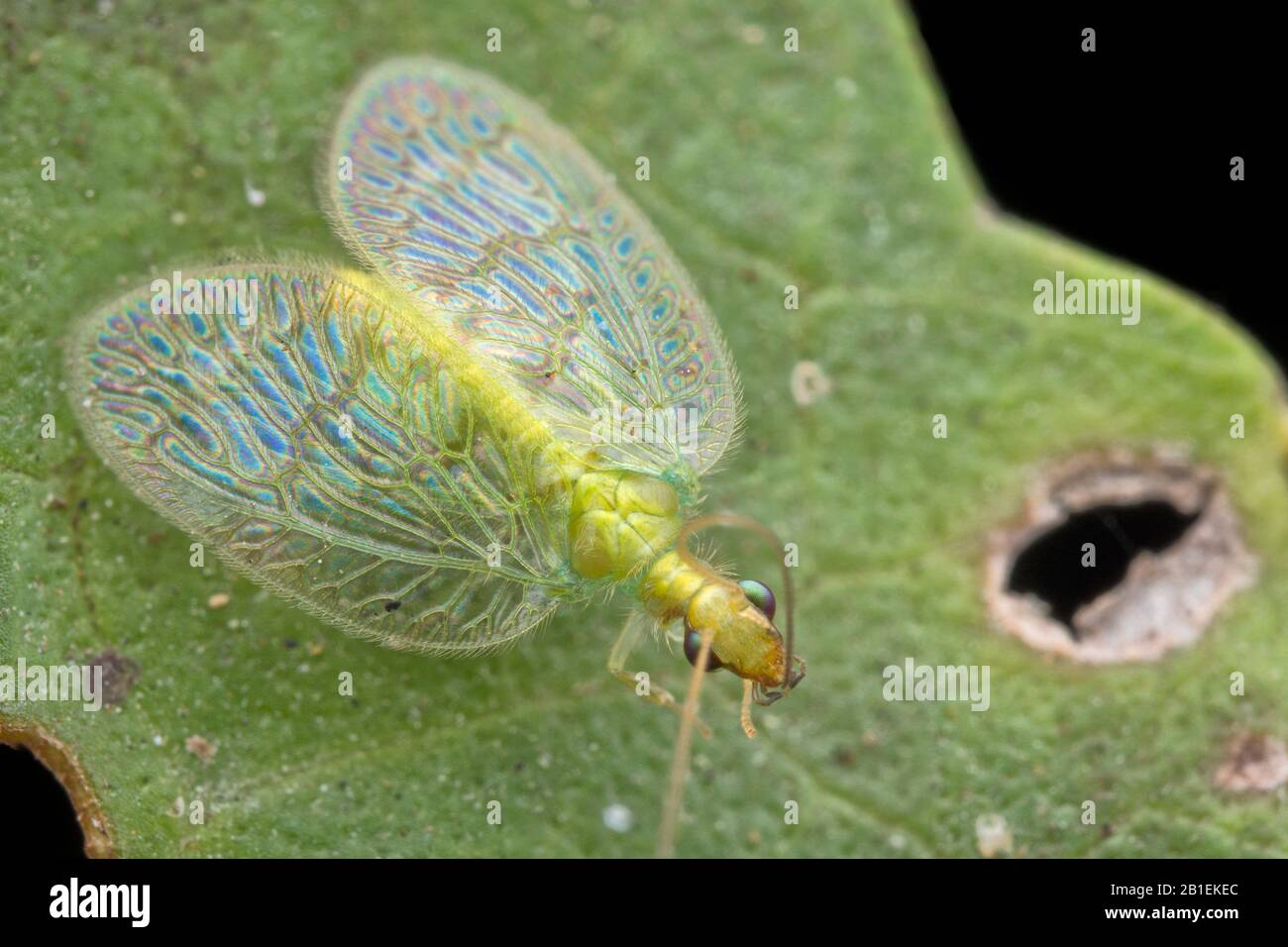 Chrysopoidea Lacewing with iridescence wings Singapore Stock Photo - Alamy