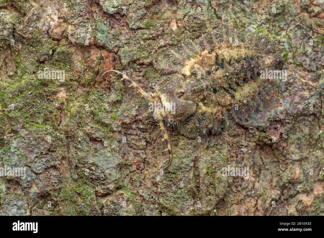 Tropical owlfly hi-res stock photography and images - Alamy