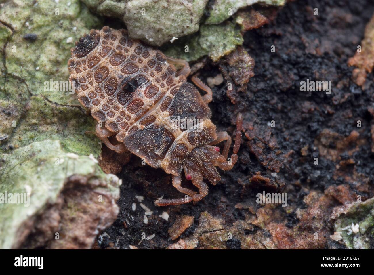 Flat bug nymph (Aradidae sp). Aradidae, also called fungus bug, are ...