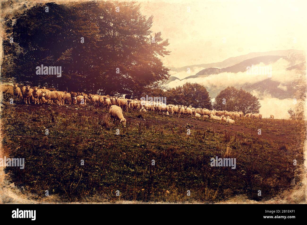 Flock of sheep on beautiful mountain meadow, old photo effect Stock ...