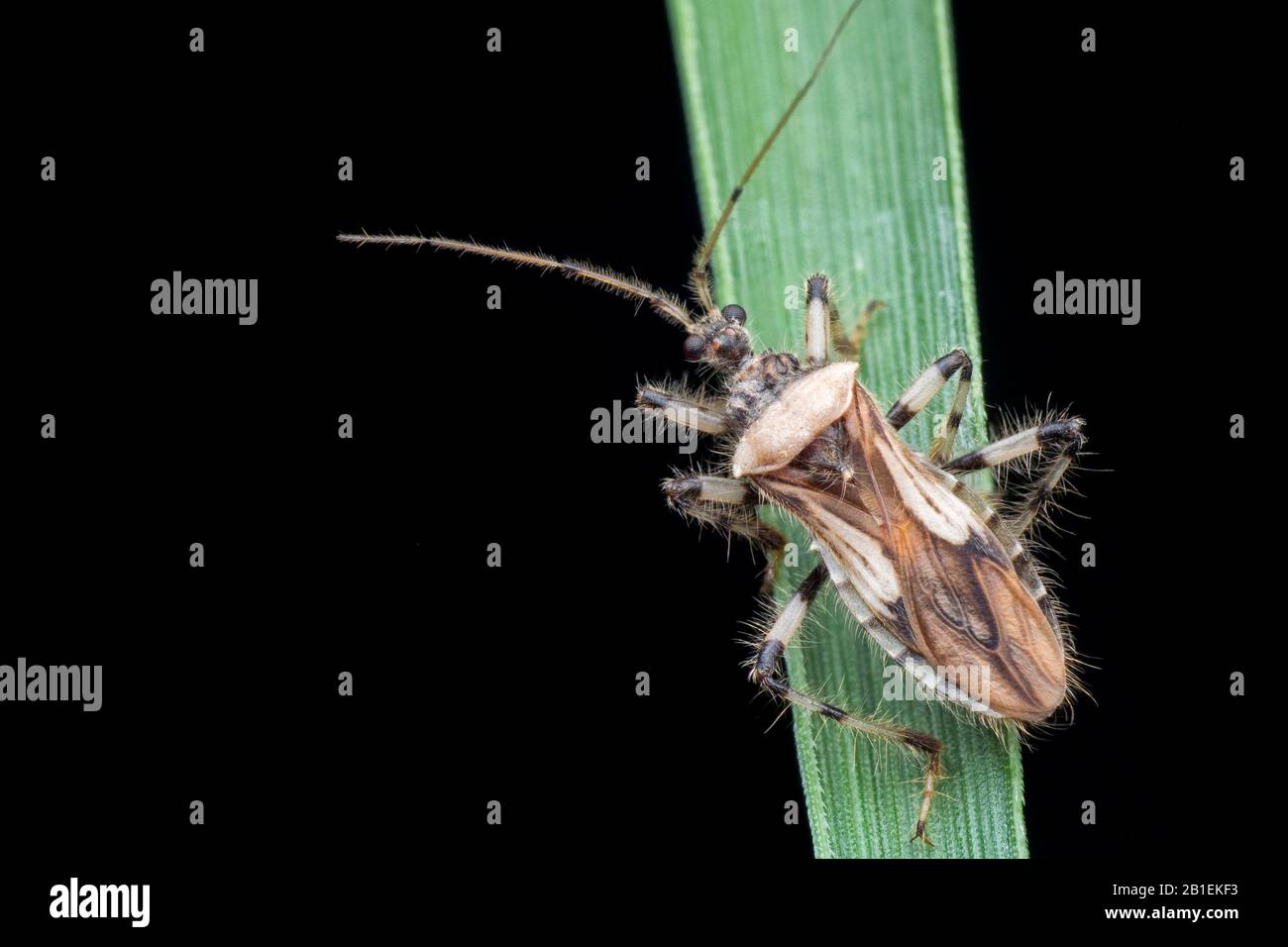 Liquefies hi-res stock photography and images - Alamy