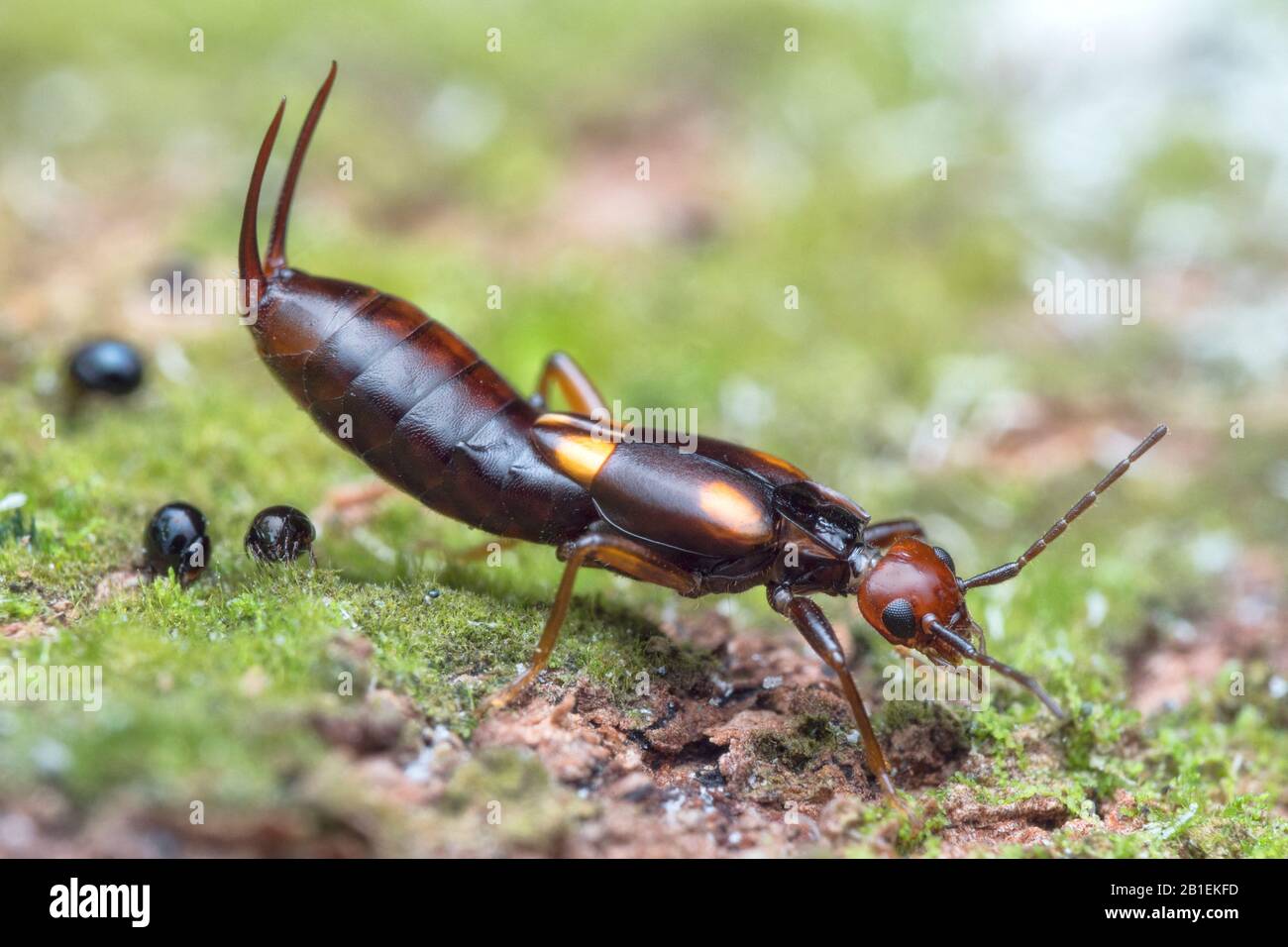 Earwigs High Resolution Stock Photography and Images - Alamy