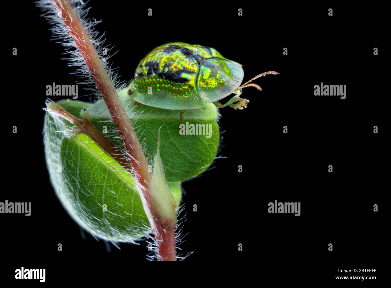 Green tortoise beetle cassida circumdata hi-res stock photography and ...